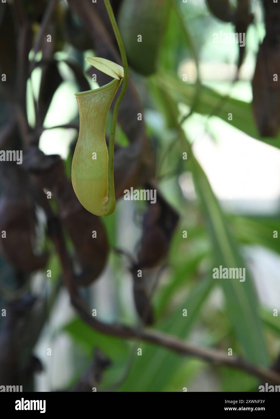 Pitfall traps hi-res stock photography and images - Alamy