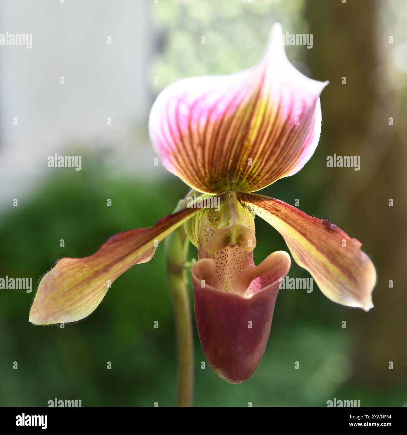 Botanic garden trail hi-res stock photography and images - Alamy