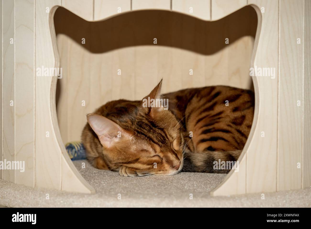 Bengal cat napping in cat house. Cat sleeping inside cat furniture ...