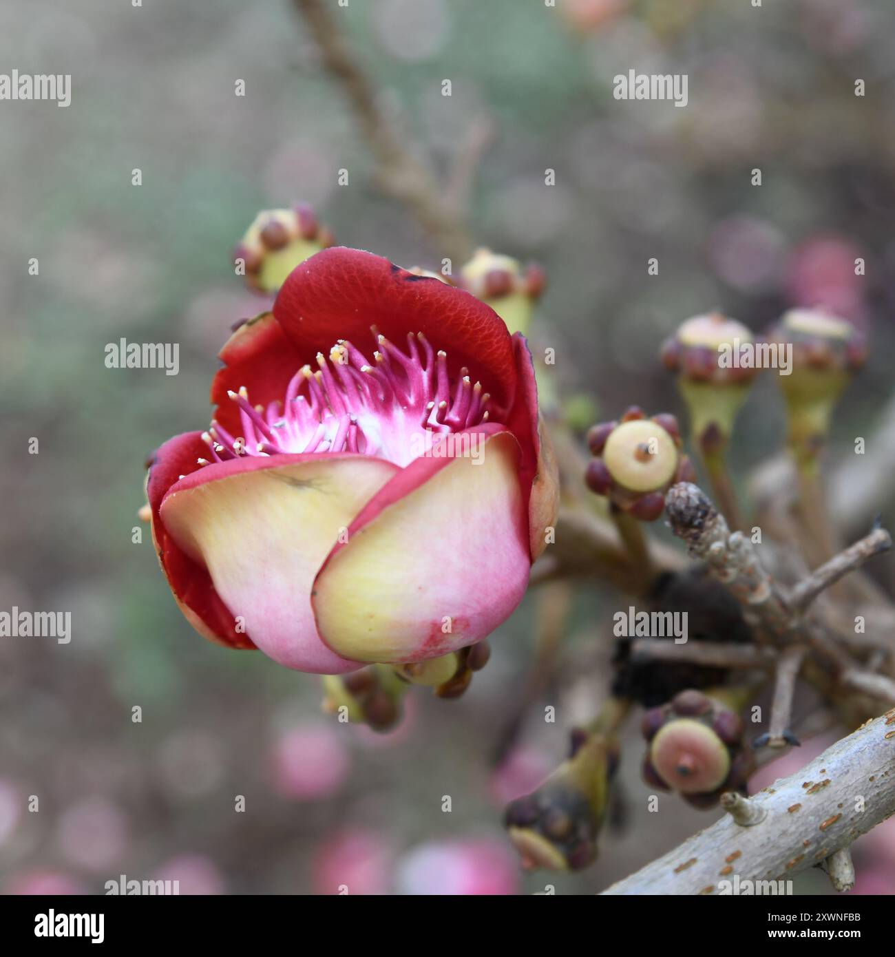 Flower of Couroupita guianensis, commonly known as cannonball tree, in ...