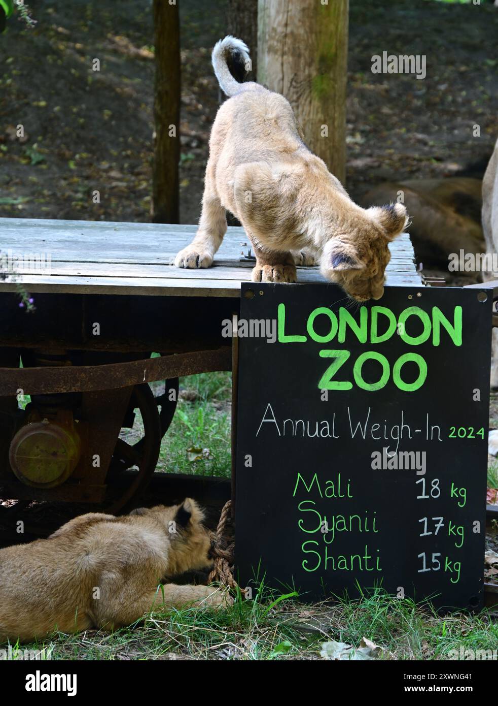 ZSL London Zoo, Regent's Park, London, UK. 19th Aug, 2024. The Annual ...