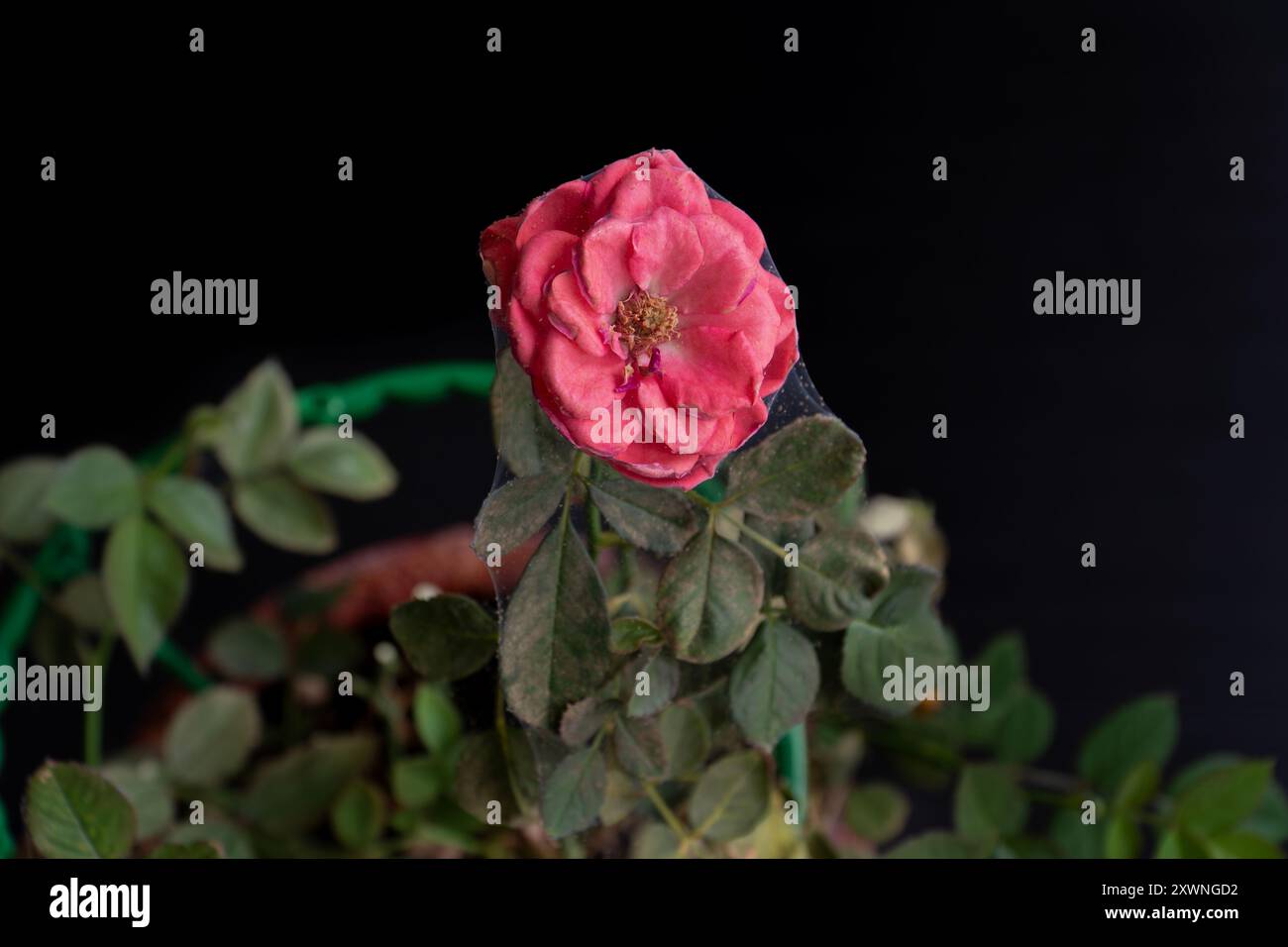 A detailed close-up image reveals a colony of spider mites (Tetranychus ...