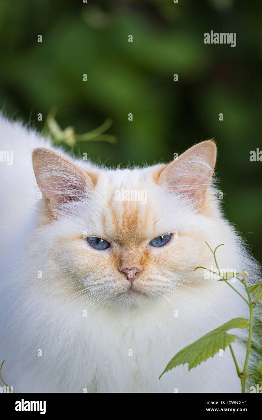 Vertical portrait of Cream colored Ragdoll cat with typical blue eyes ...