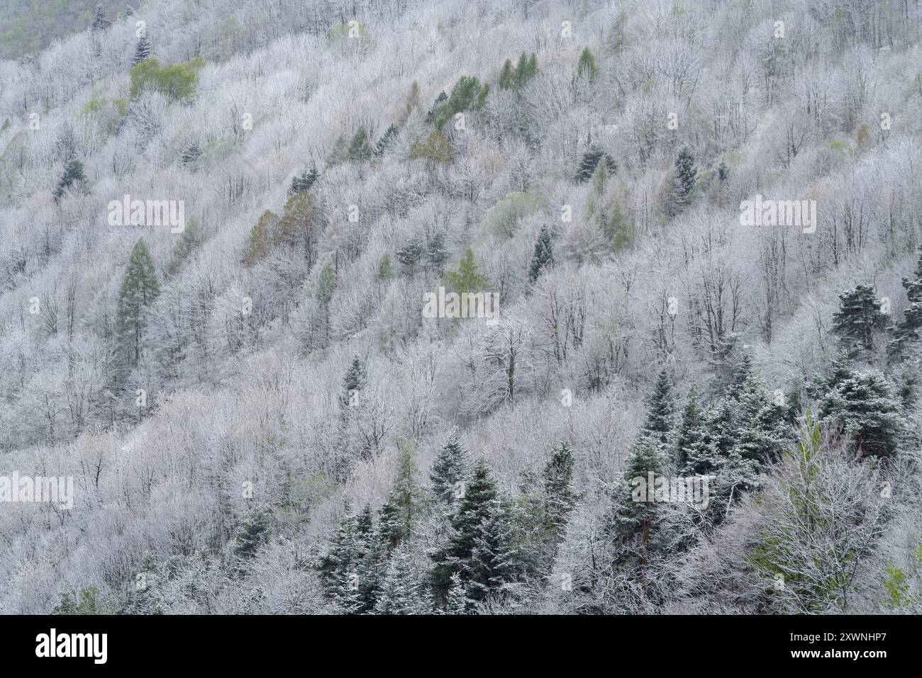 Elevated view of mountain forest after an unusual snowfall in for the ...