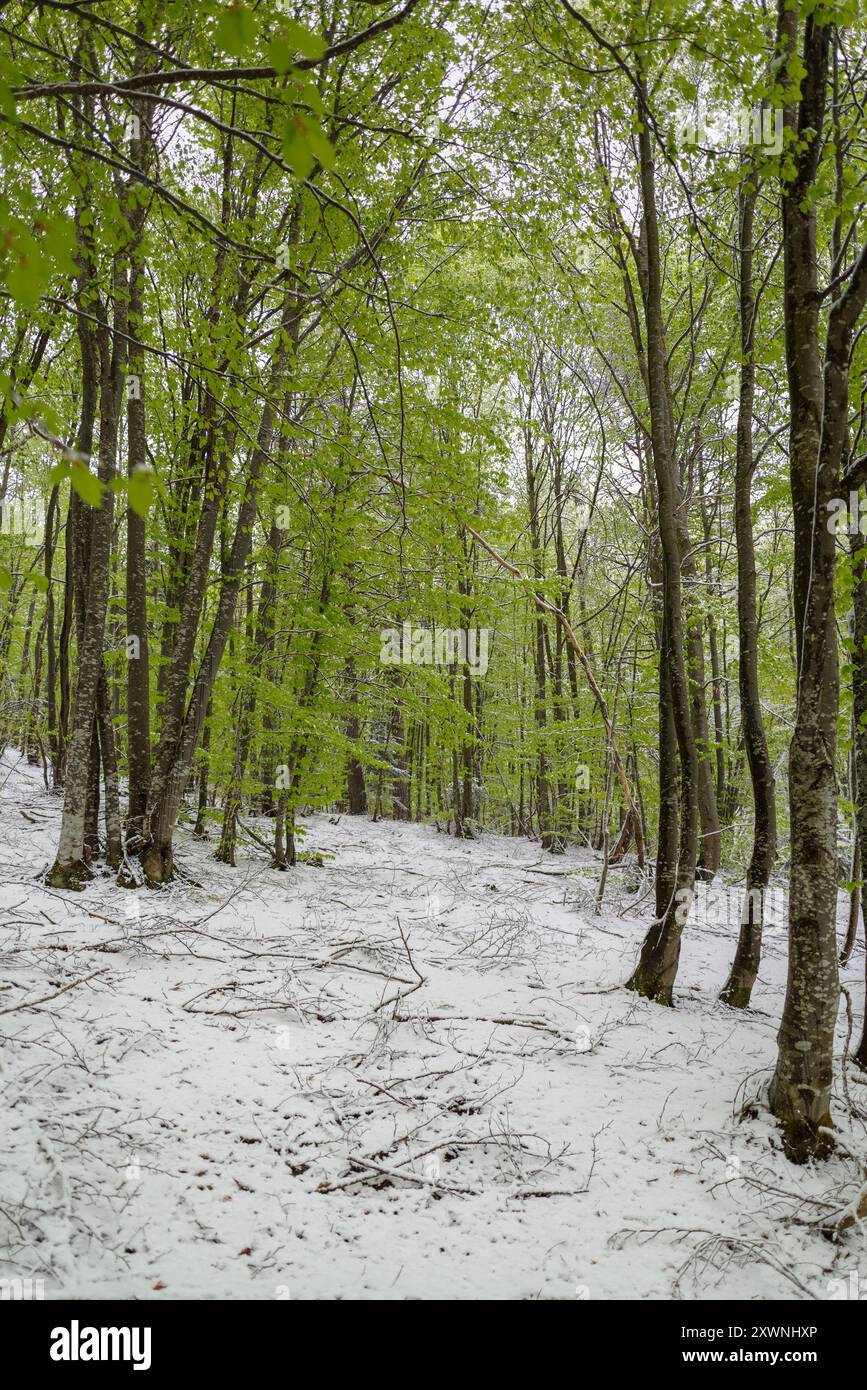 Forest after an unusual snowfall in for the first days of the spring in ...