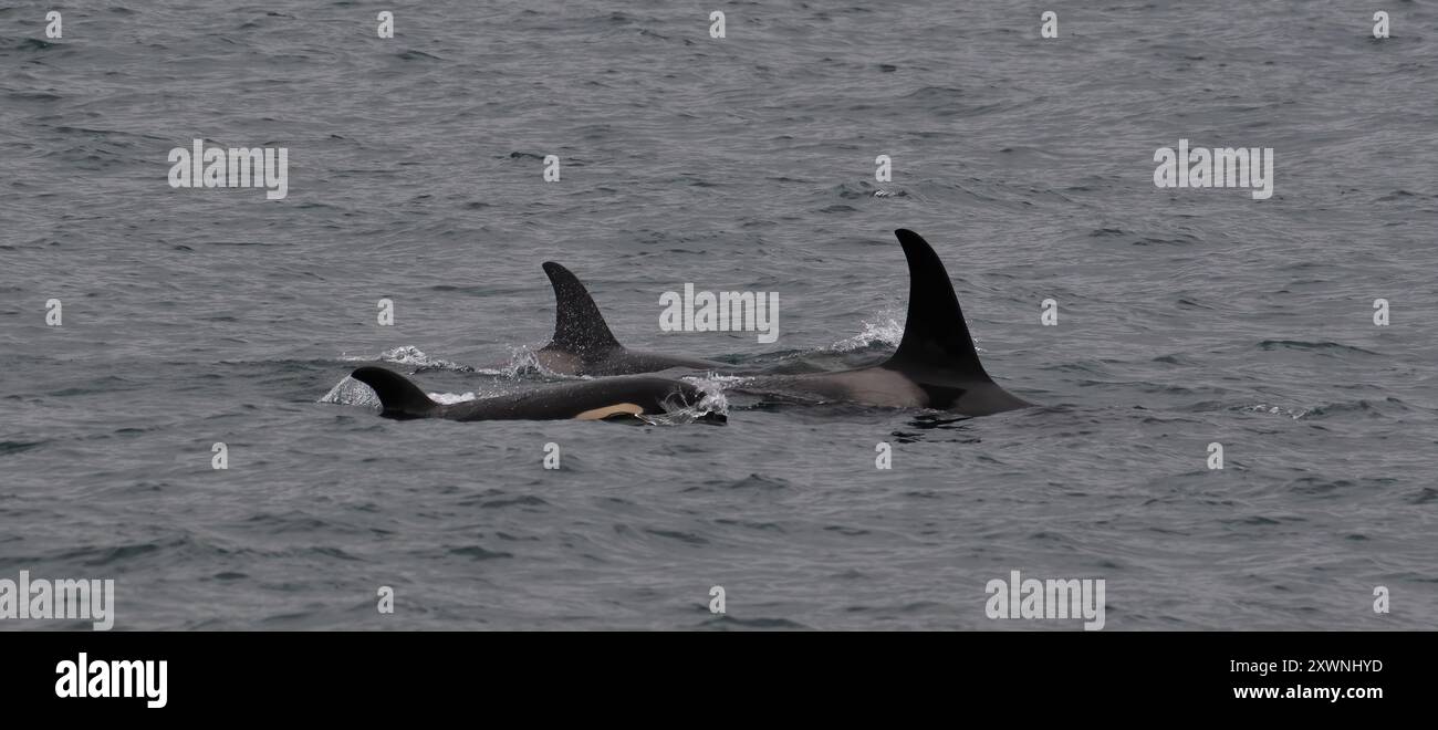 The three orcas Stock Photo - Alamy
