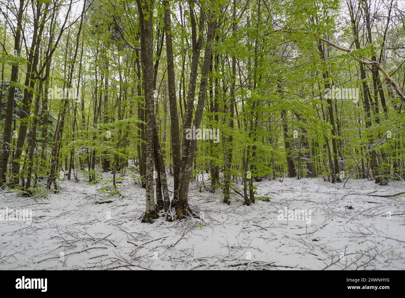 Forest after an unusual snowfall in for the first days of the spring in ...