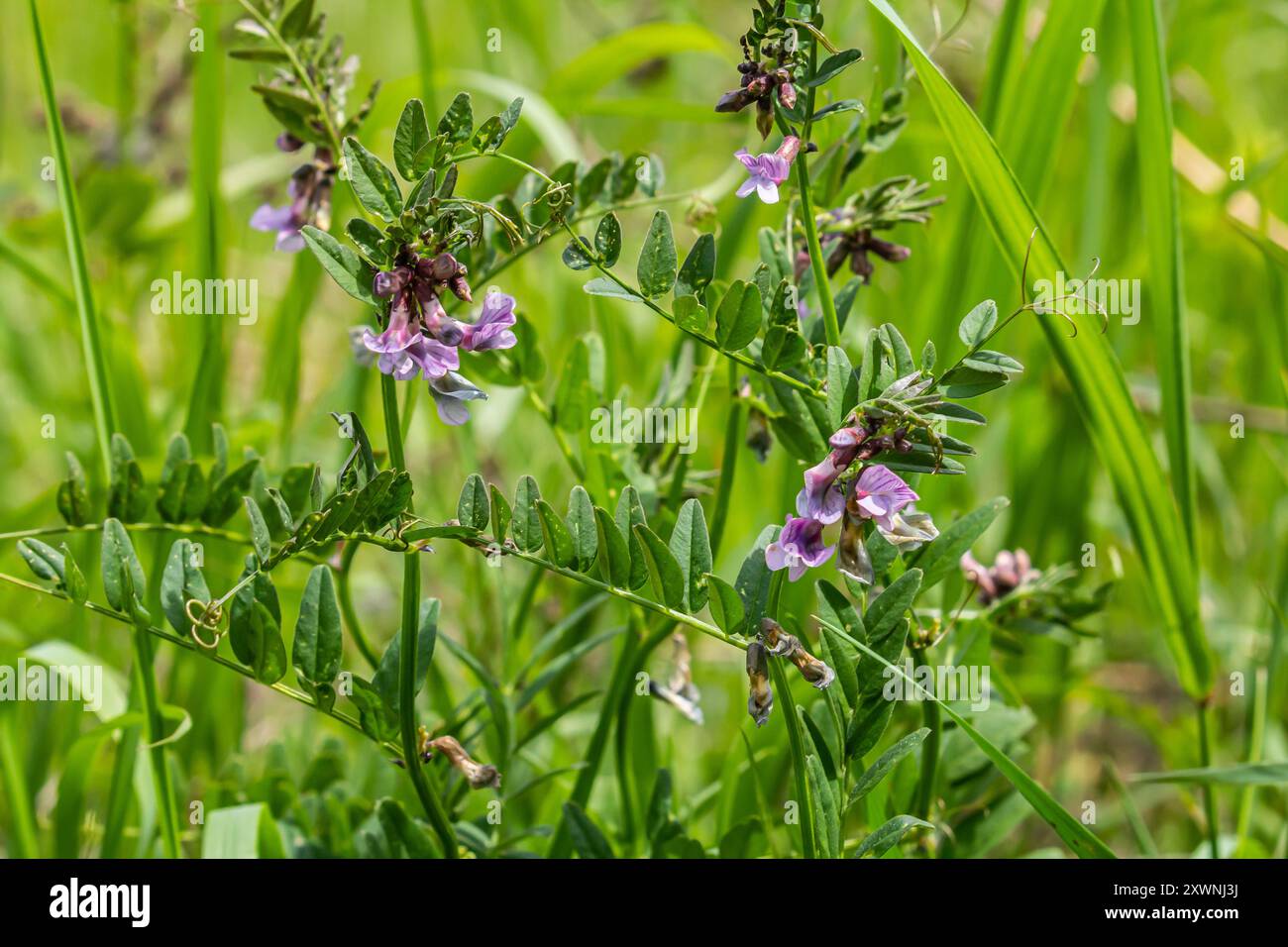 Vicia sepium grows among grasses in the wild Stock Photo - Alamy