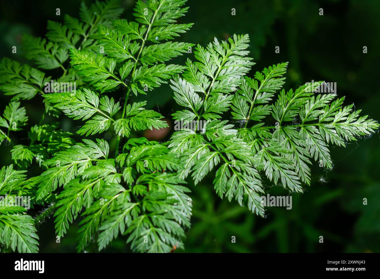 Poison hemlock leaf Conium maculatum up close macro carrot family apiaceae Stock Photo - Alamy