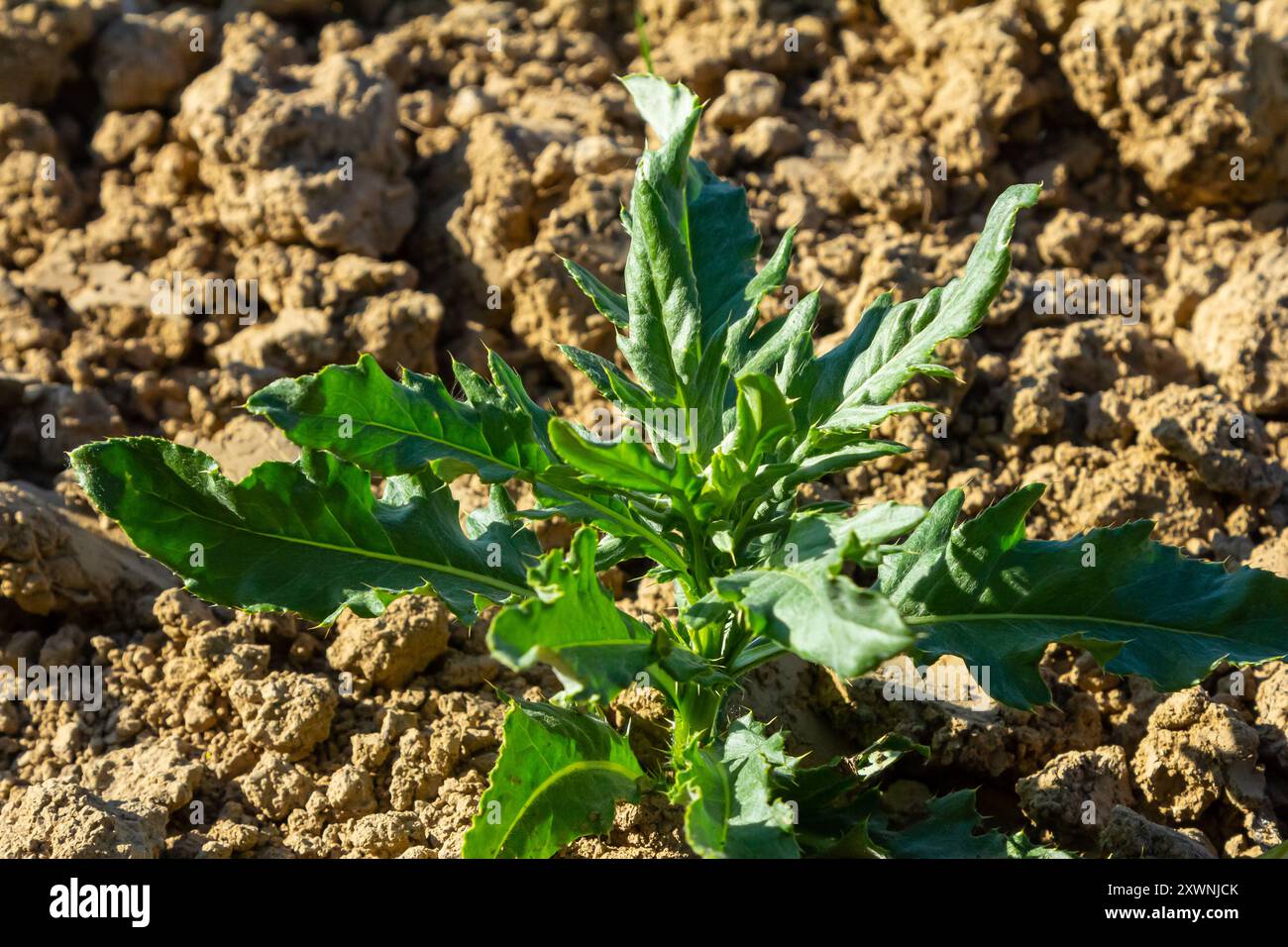 Rosette of young green leaves of Canada thistle, also creeping or field ...