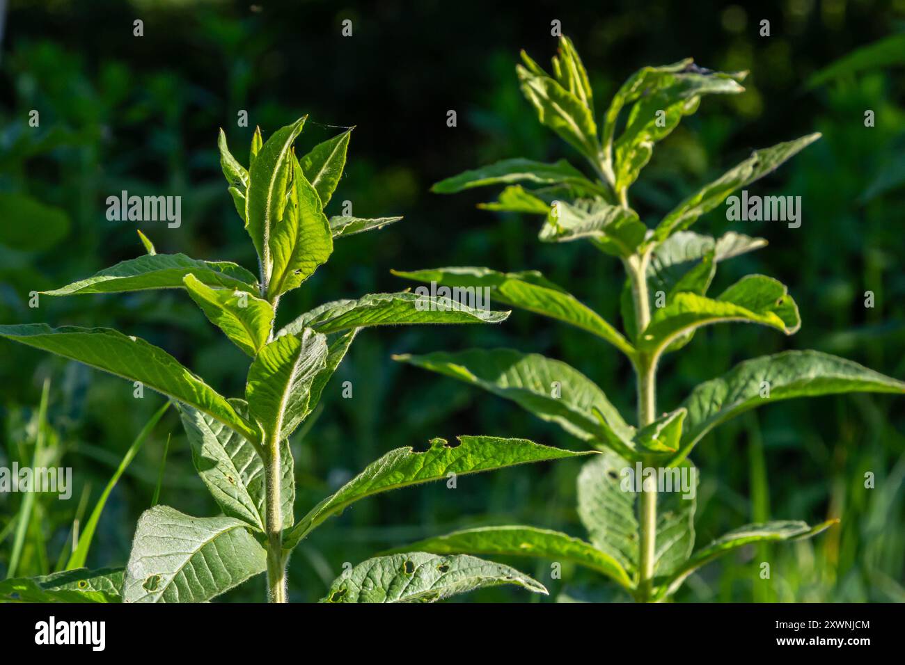 Moroccan mint leaf Latin name Mentha spicata, Moroccan Stock Photo - Alamy