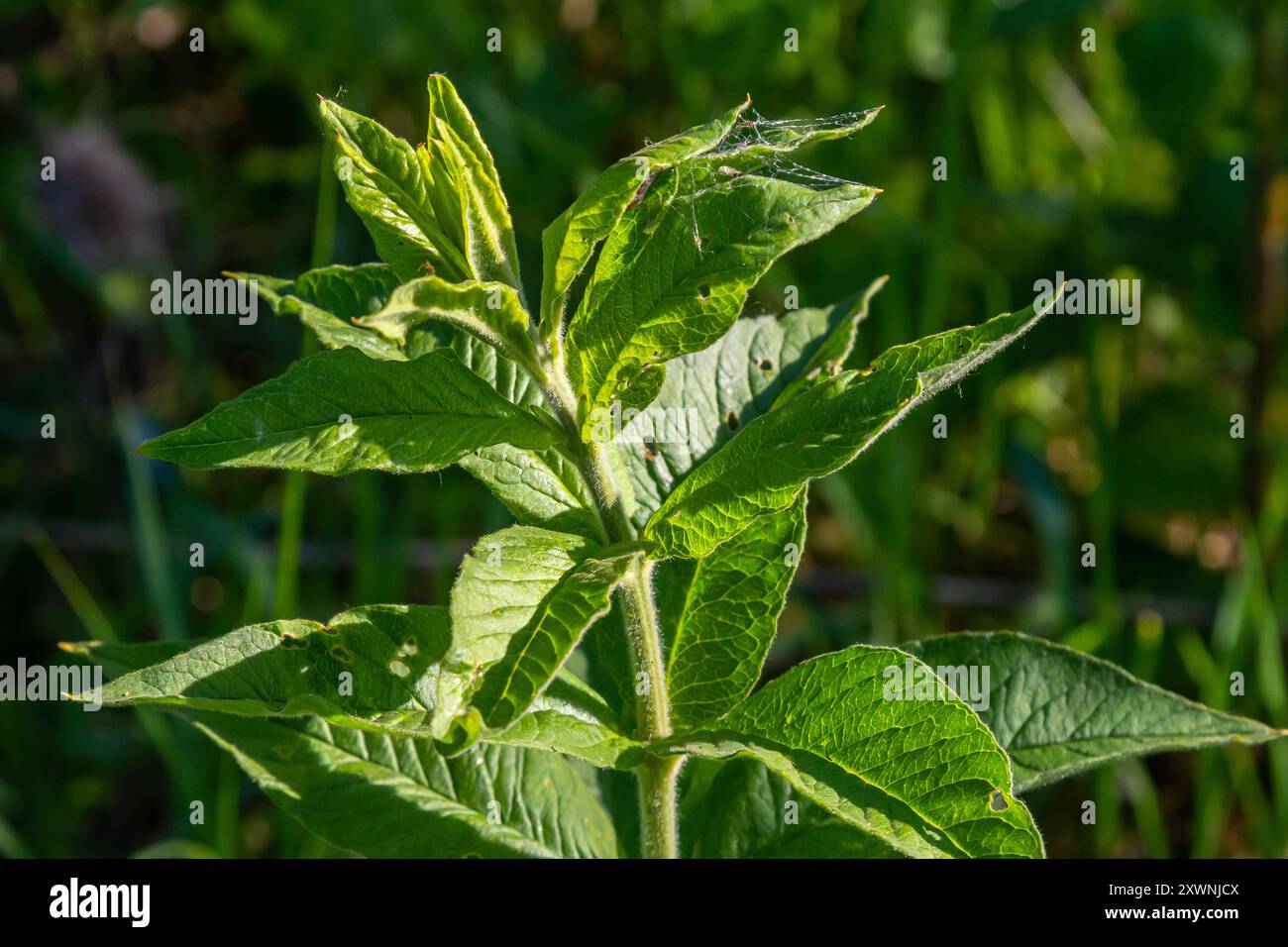 Moroccan mint leaf Latin name Mentha spicata, Moroccan Stock Photo - Alamy