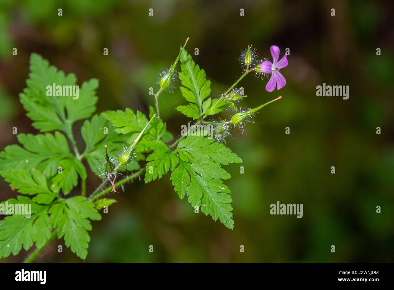 Wild geranium plant with lilac purple flower, Geranium himalayense Stock Photo - Alamy