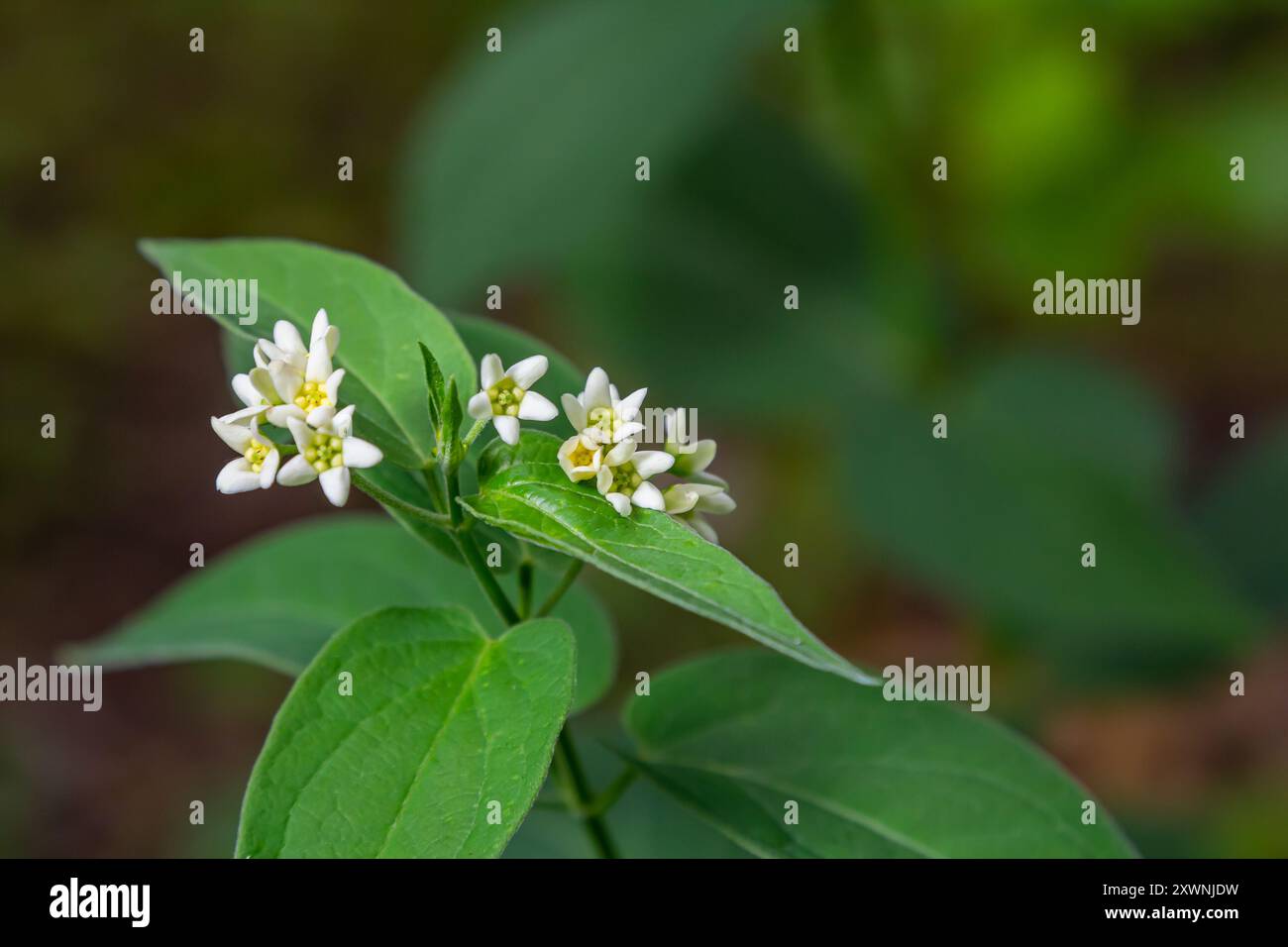 Vincetoxicum hirundinaria. Close up of white swallow wort.Vincetoxicum ...