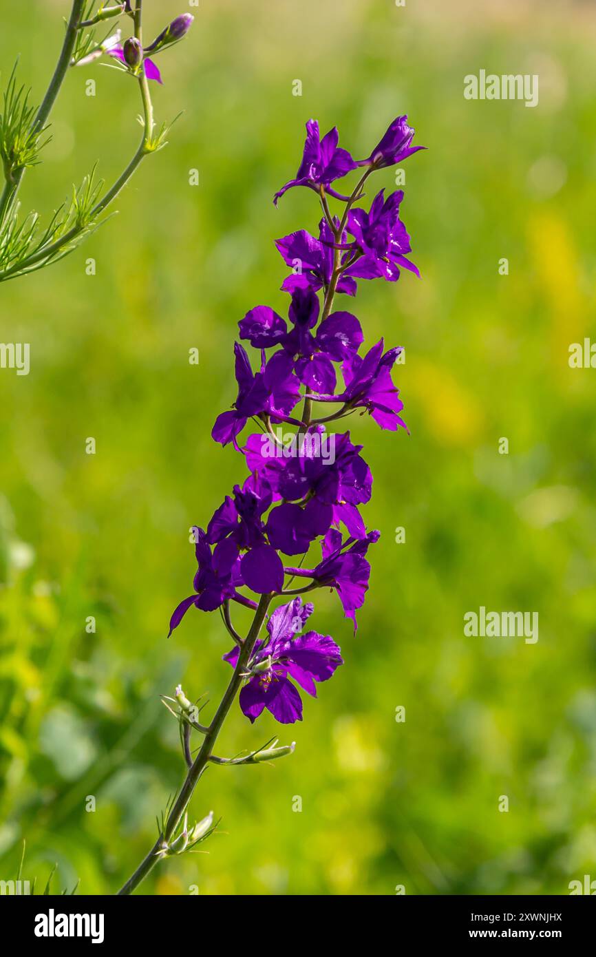 Delphinium anatomy hi-res stock photography and images - Alamy