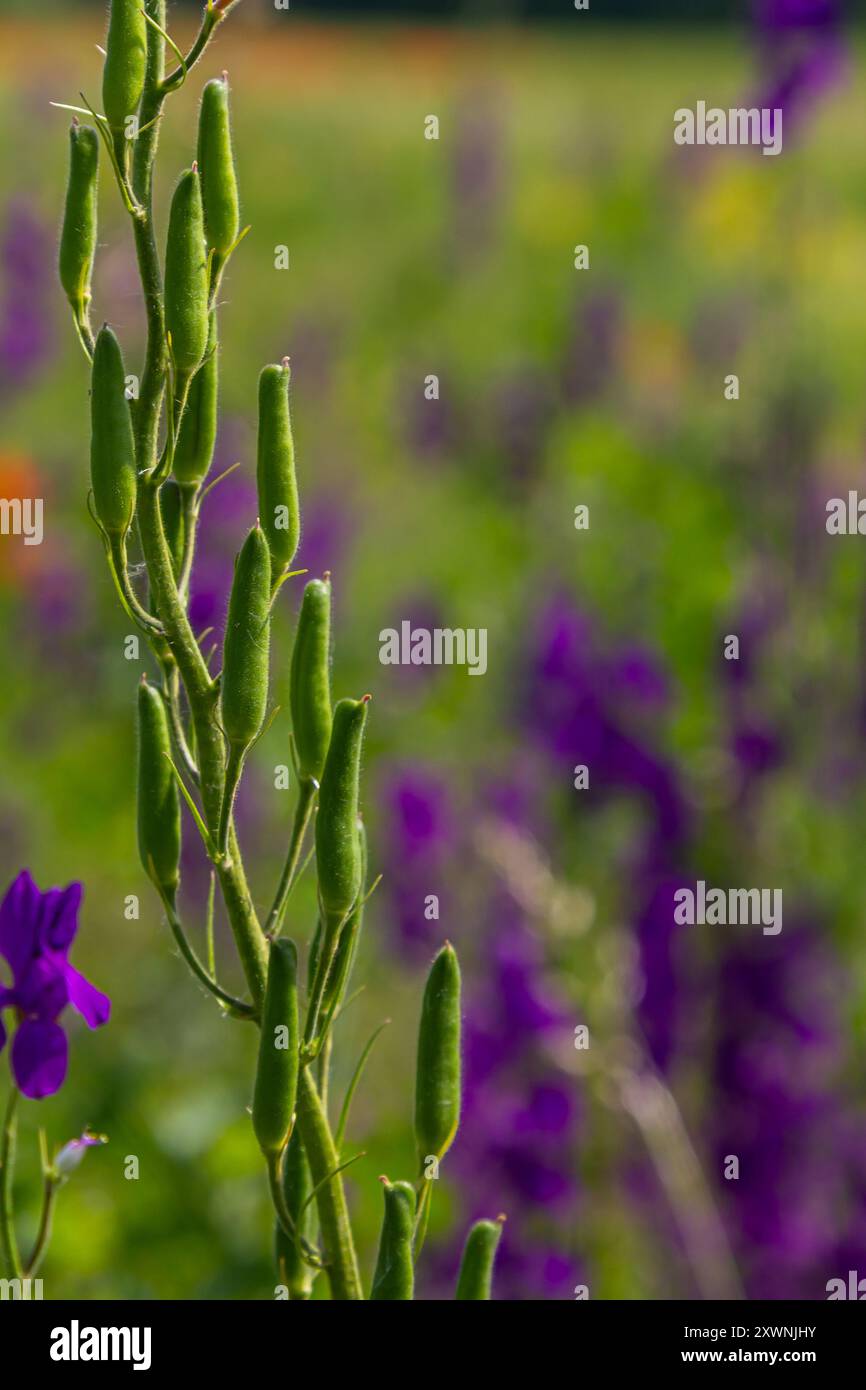 Larkspur wallpaper hi-res stock photography and images - Alamy