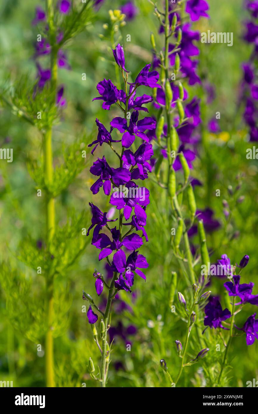 Larkspur wallpaper hi-res stock photography and images - Alamy