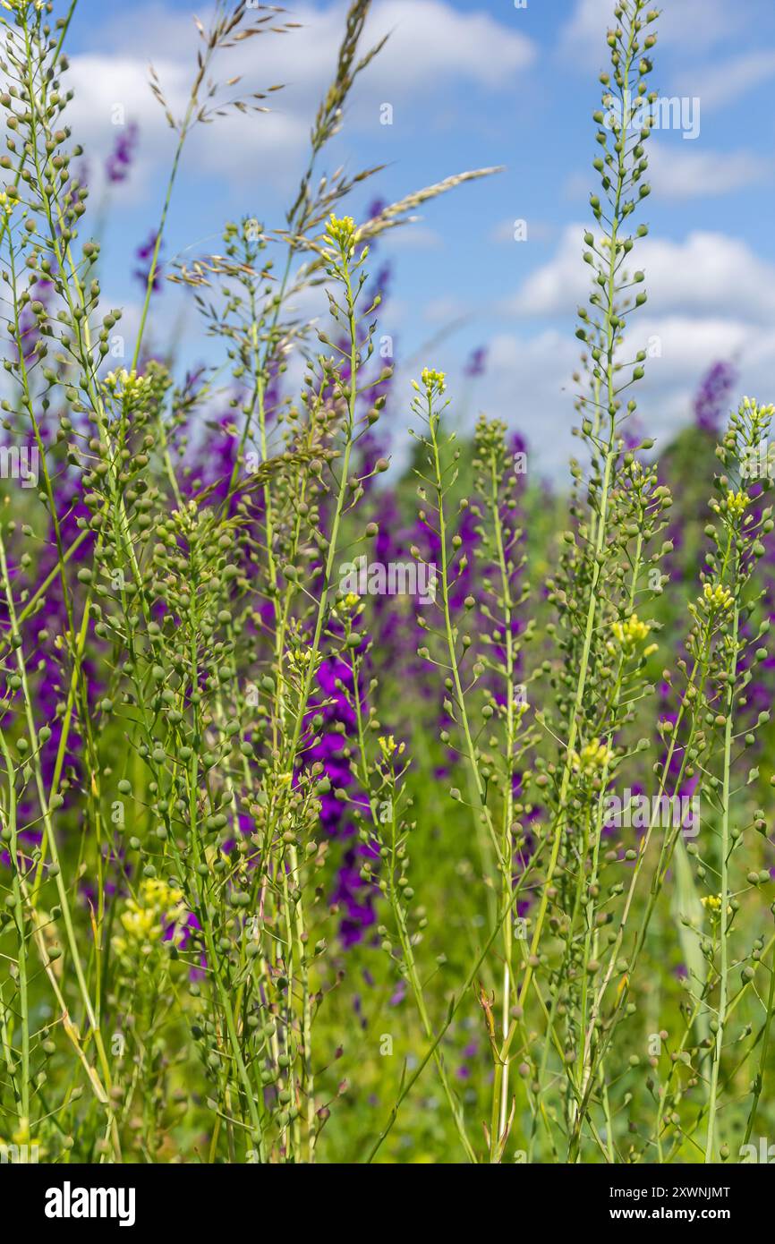 Camelina plants hi-res stock photography and images - Alamy