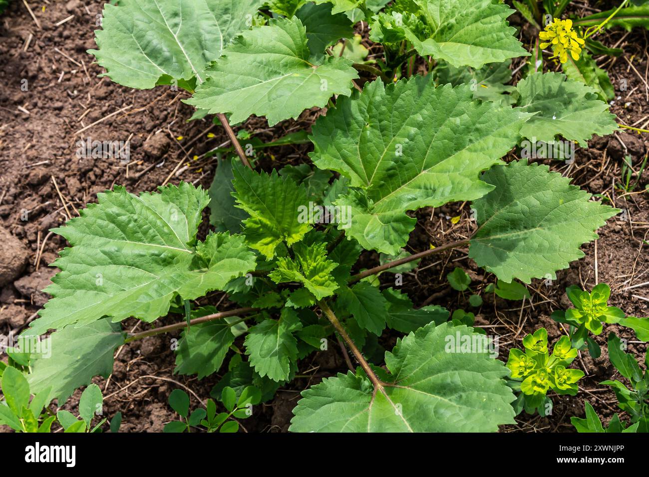 Heracleum, cow parsnip,parsnip. Green large leaves of a fast growing ...