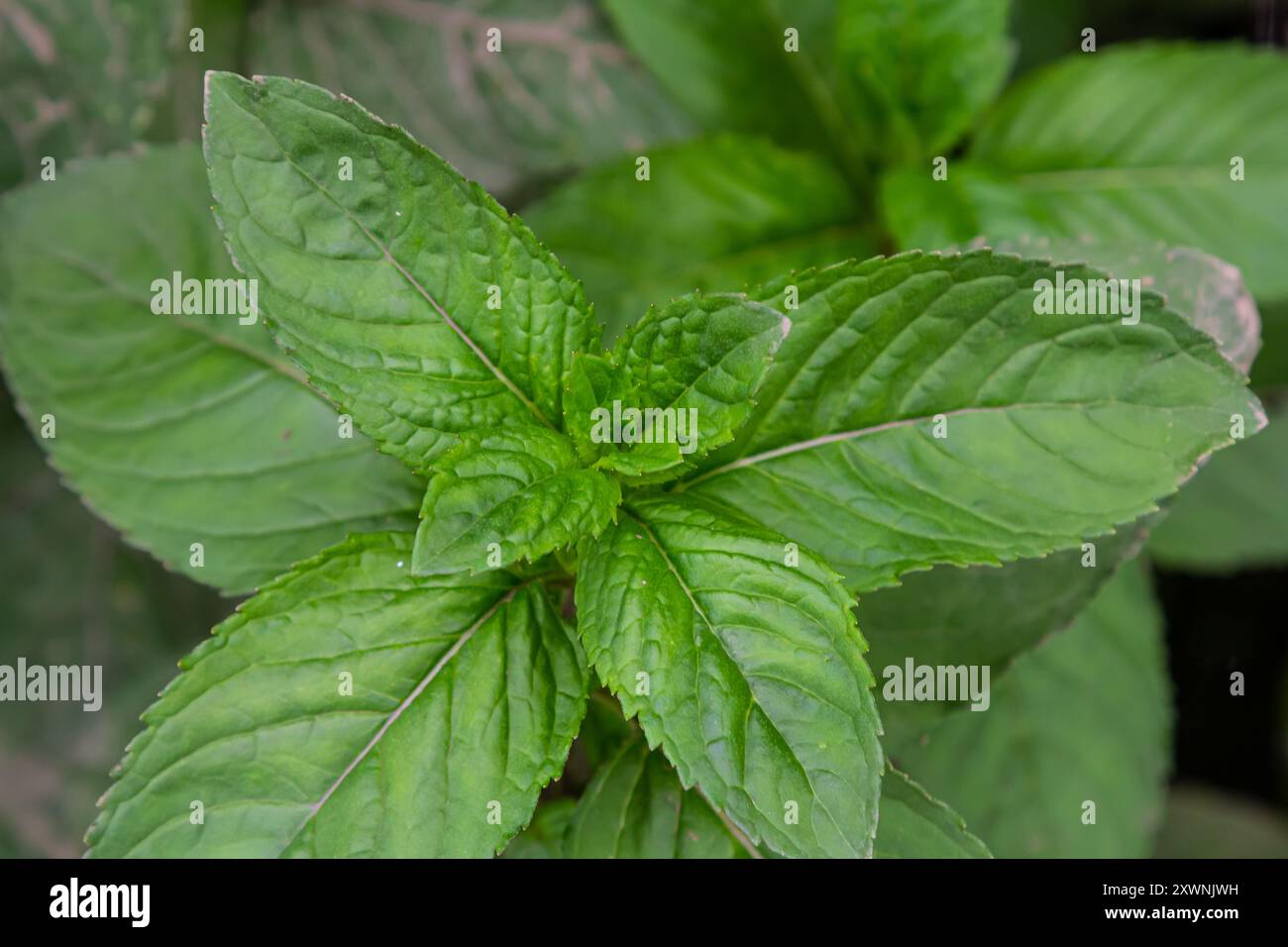 Mentha, also known as mint, used as a spice for tea and flavoring of ...