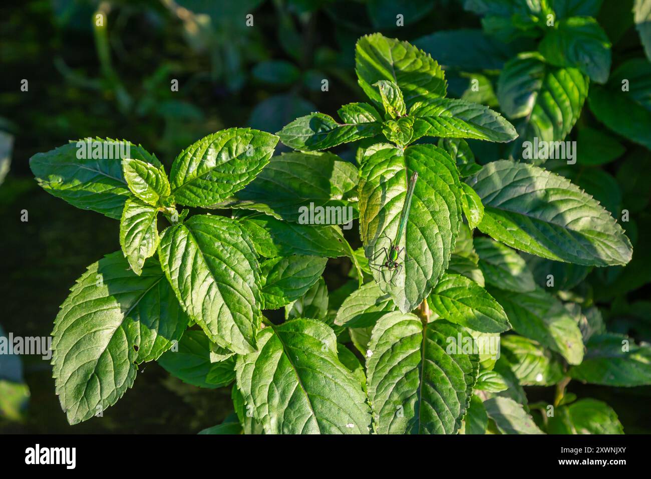 Mentha, also known as mint, used as a spice for tea and flavoring of ...