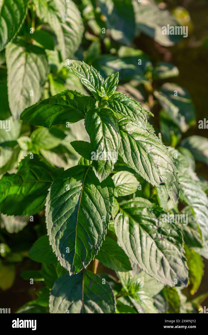 Moroccan mint leaf Latin name Mentha spicata, Moroccan Stock Photo - Alamy