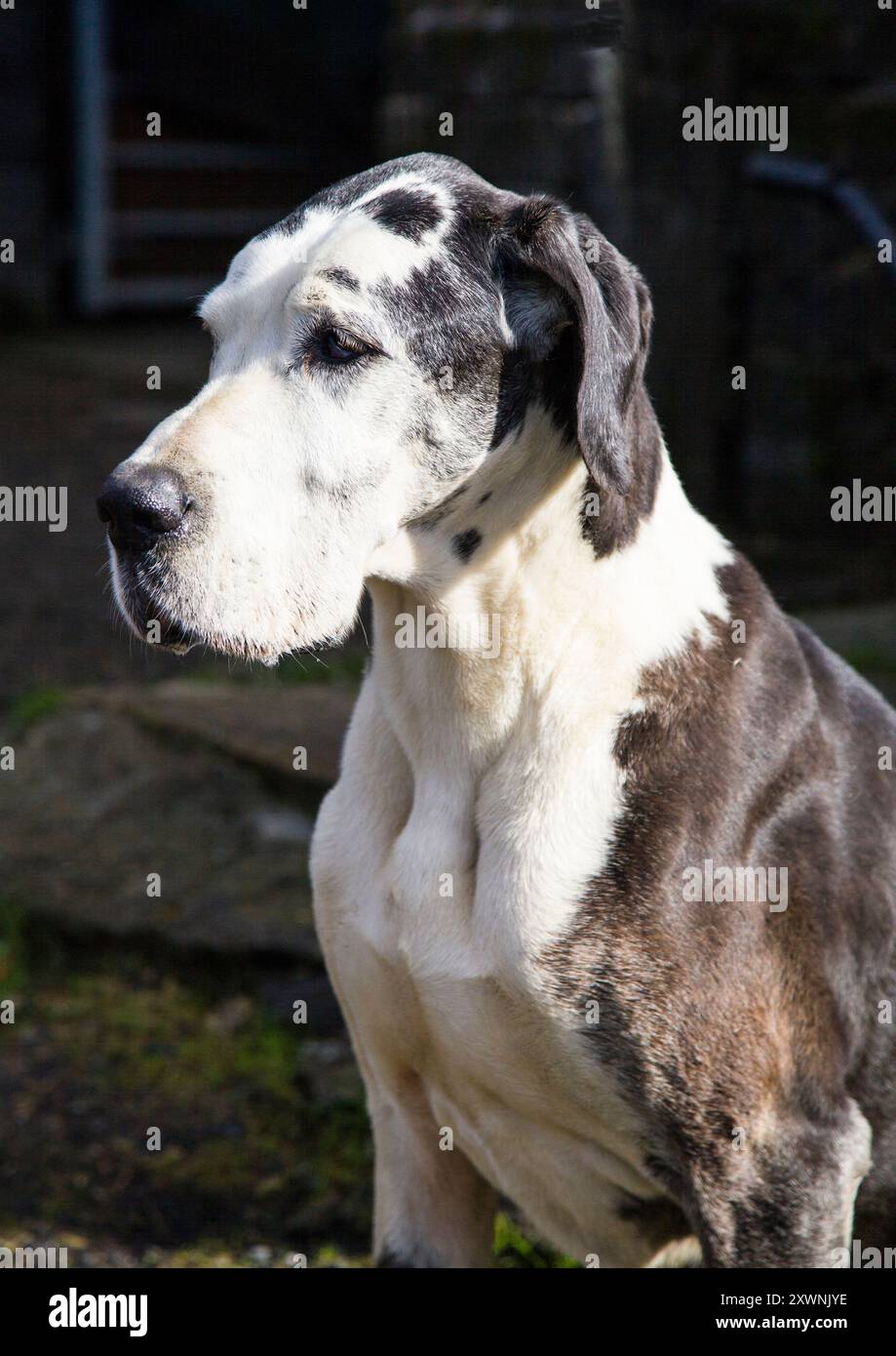 Boy with great dane dog hi-res stock photography and images - Alamy