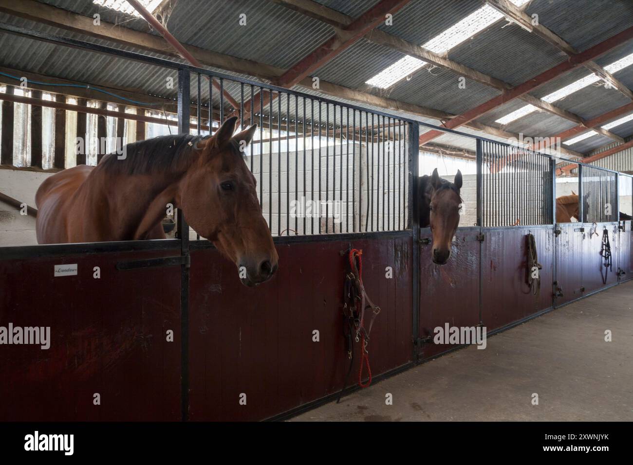 Stable block horse uk hi-res stock photography and images - Alamy