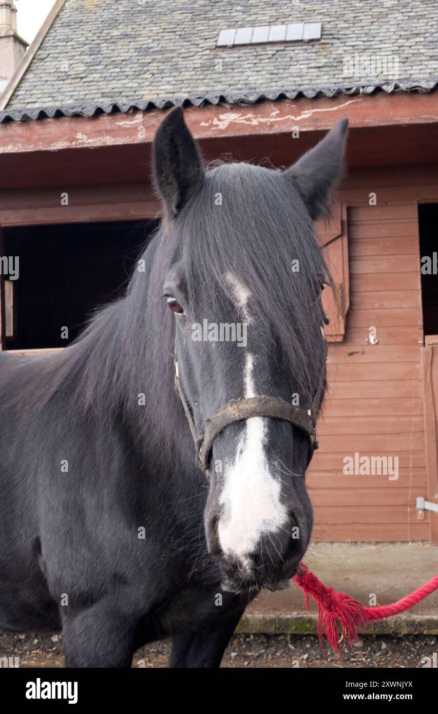 Stables horse uk hi-res stock photography and images - Alamy
