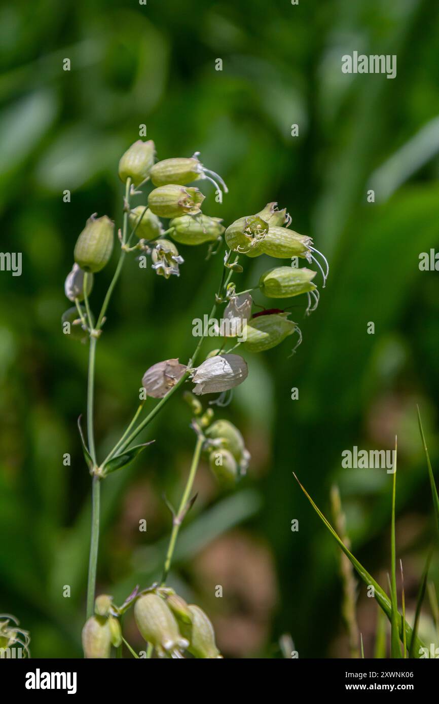 Silene vulgaris or Bladder Campion, pinkish white flowers, close up ...