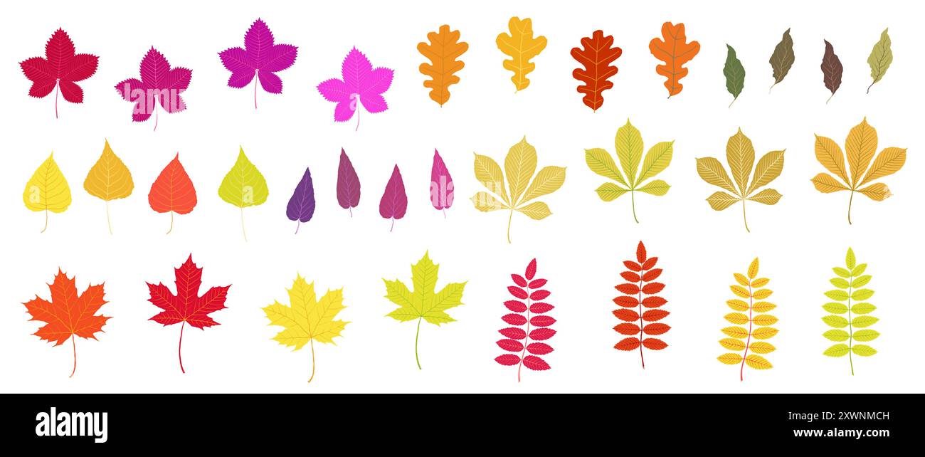 Autumn leaves on white background, vector Stock Vector Image & Art - Alamy