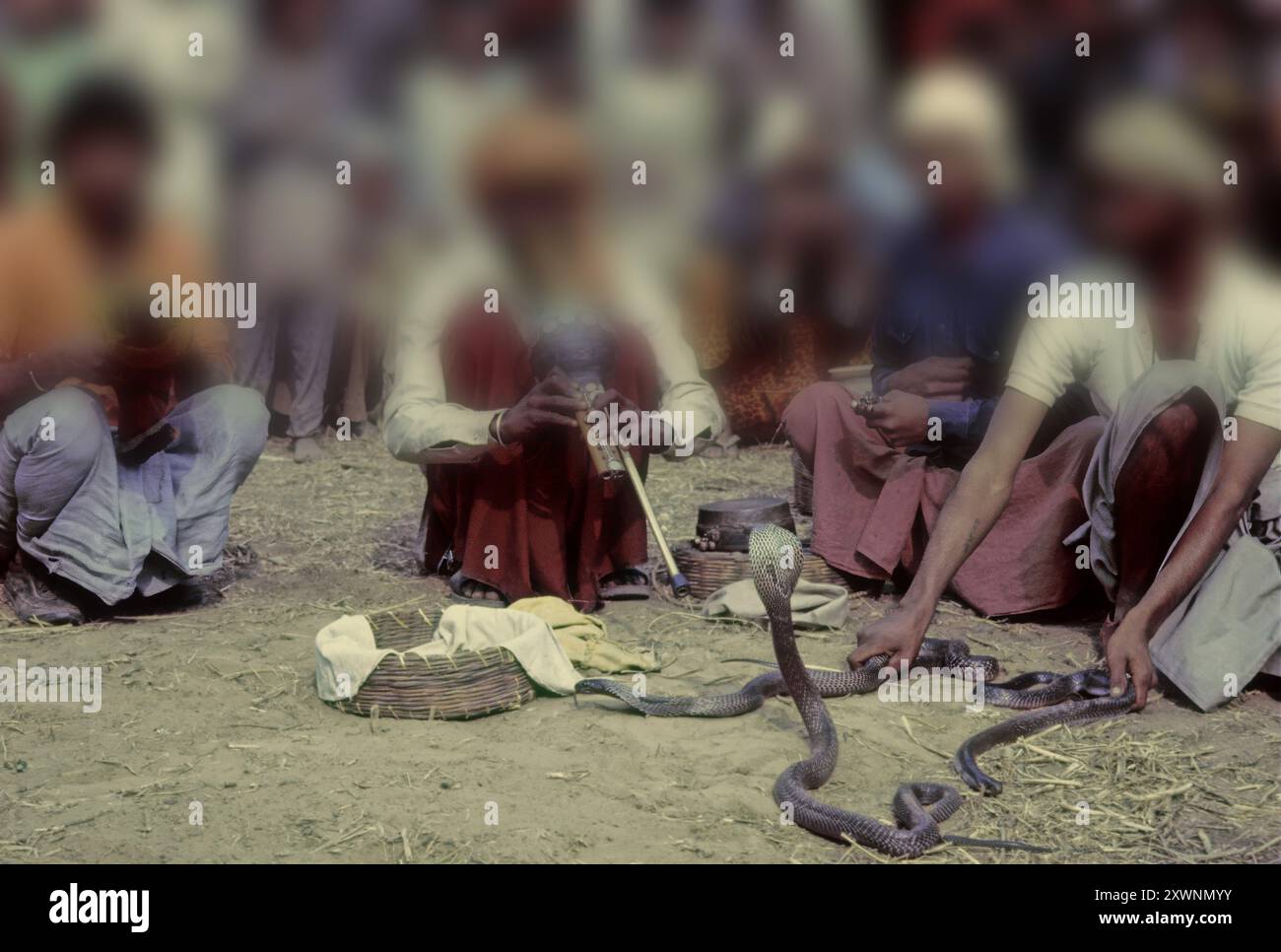 The Indian cobra (Naja naja), also known commonly as the spectacled ...