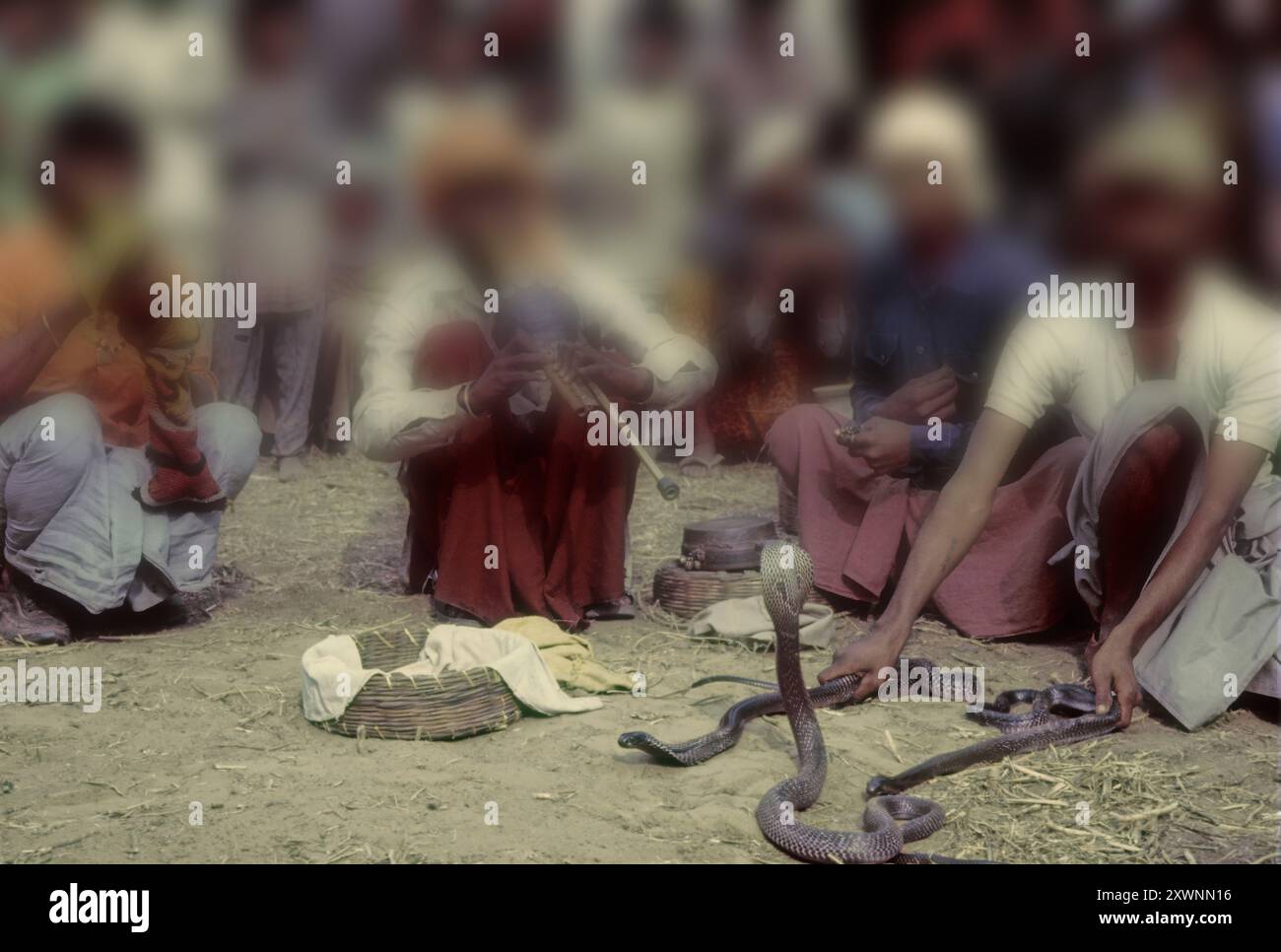 The Indian cobra (Naja naja), also known commonly as the spectacled ...