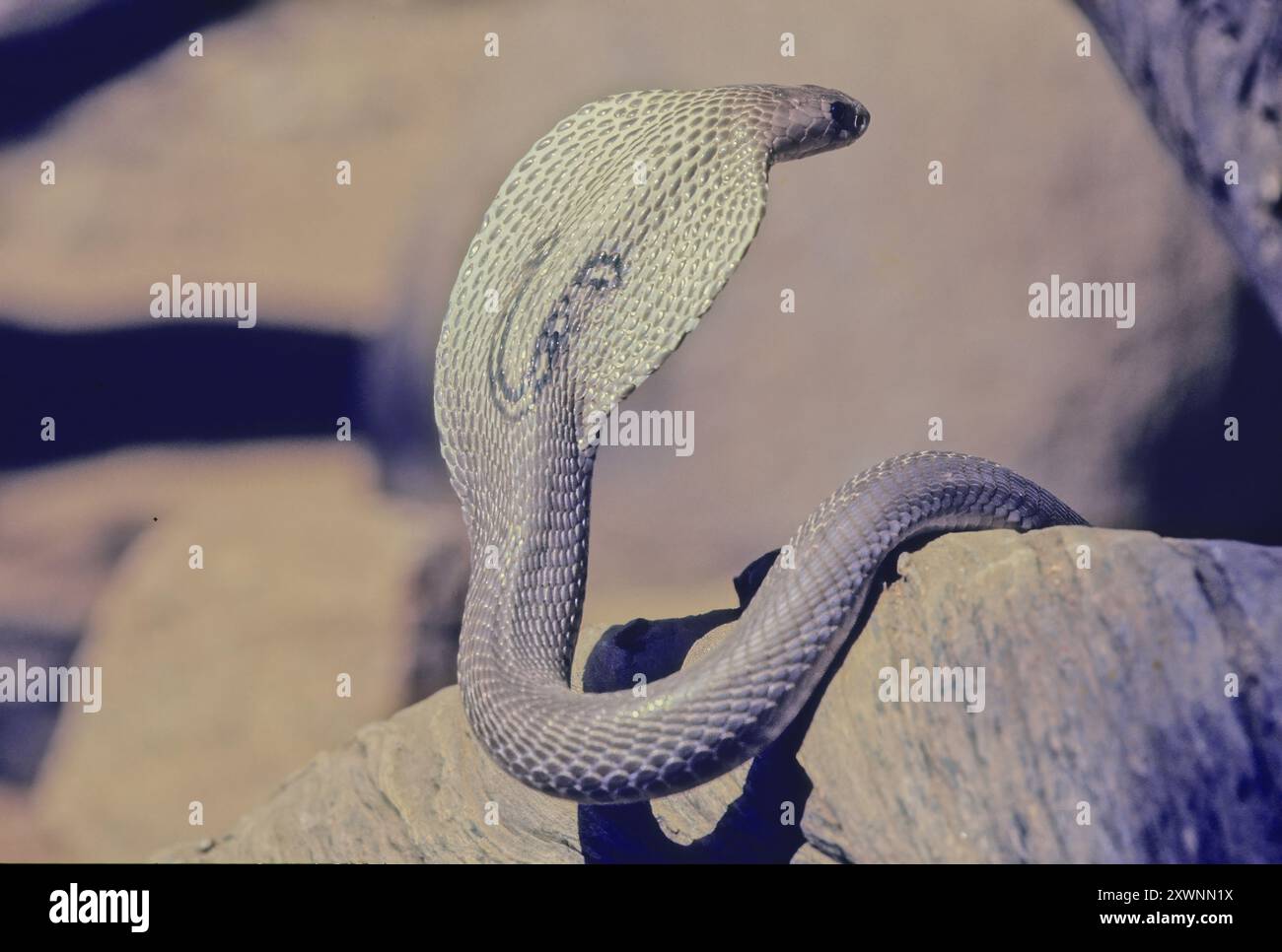 The Indian cobra (Naja naja), also known commonly as the spectacled cobra, Asian cobra, or ...