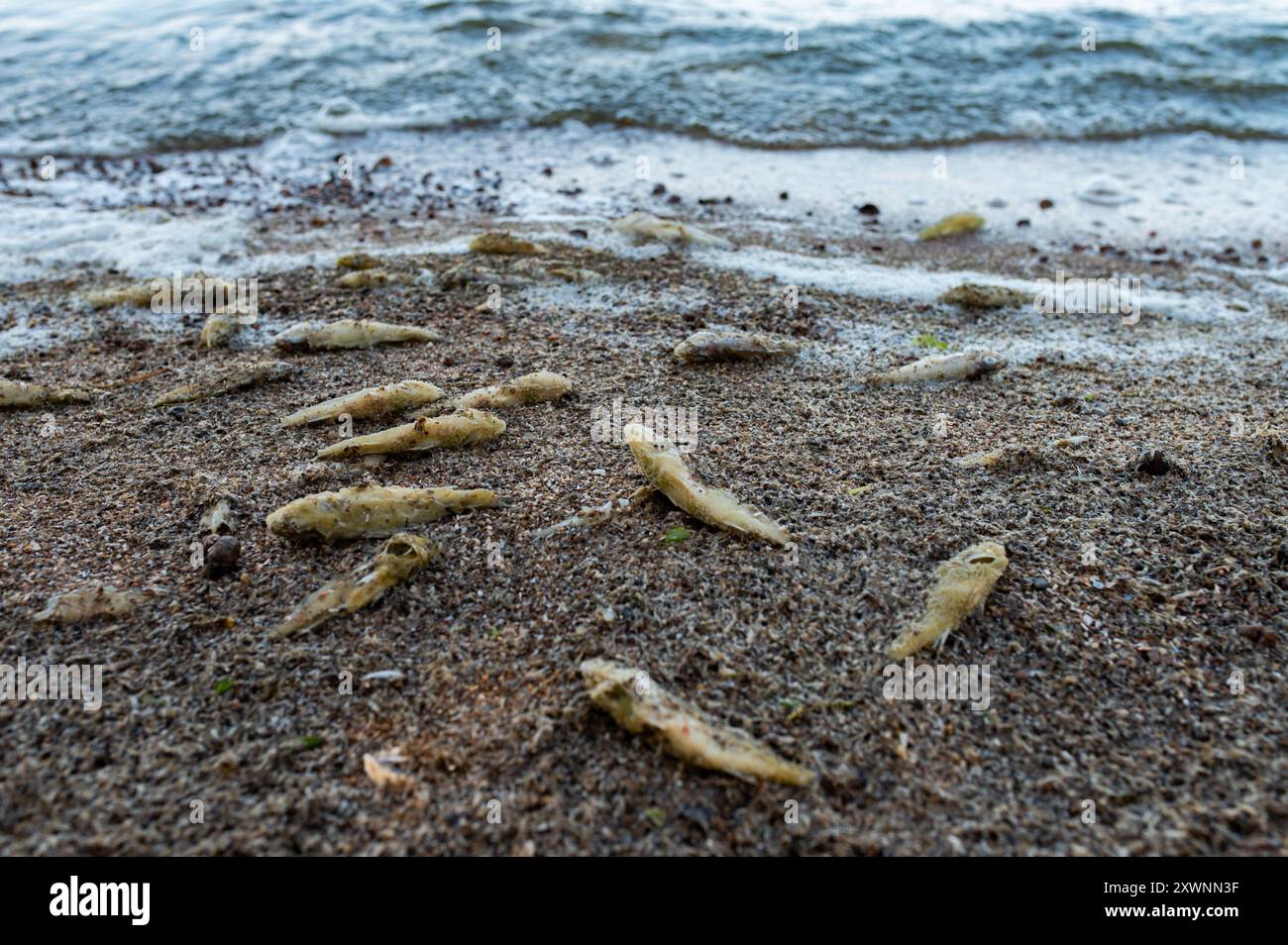 Baltic Sea Day. World Pollution Prevention Day. UN Climate Change ...