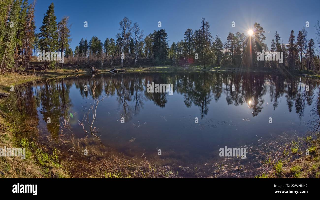 Trees along edge of Greenland Lake at dusk, North Rim, Walhalla Plateau ...
