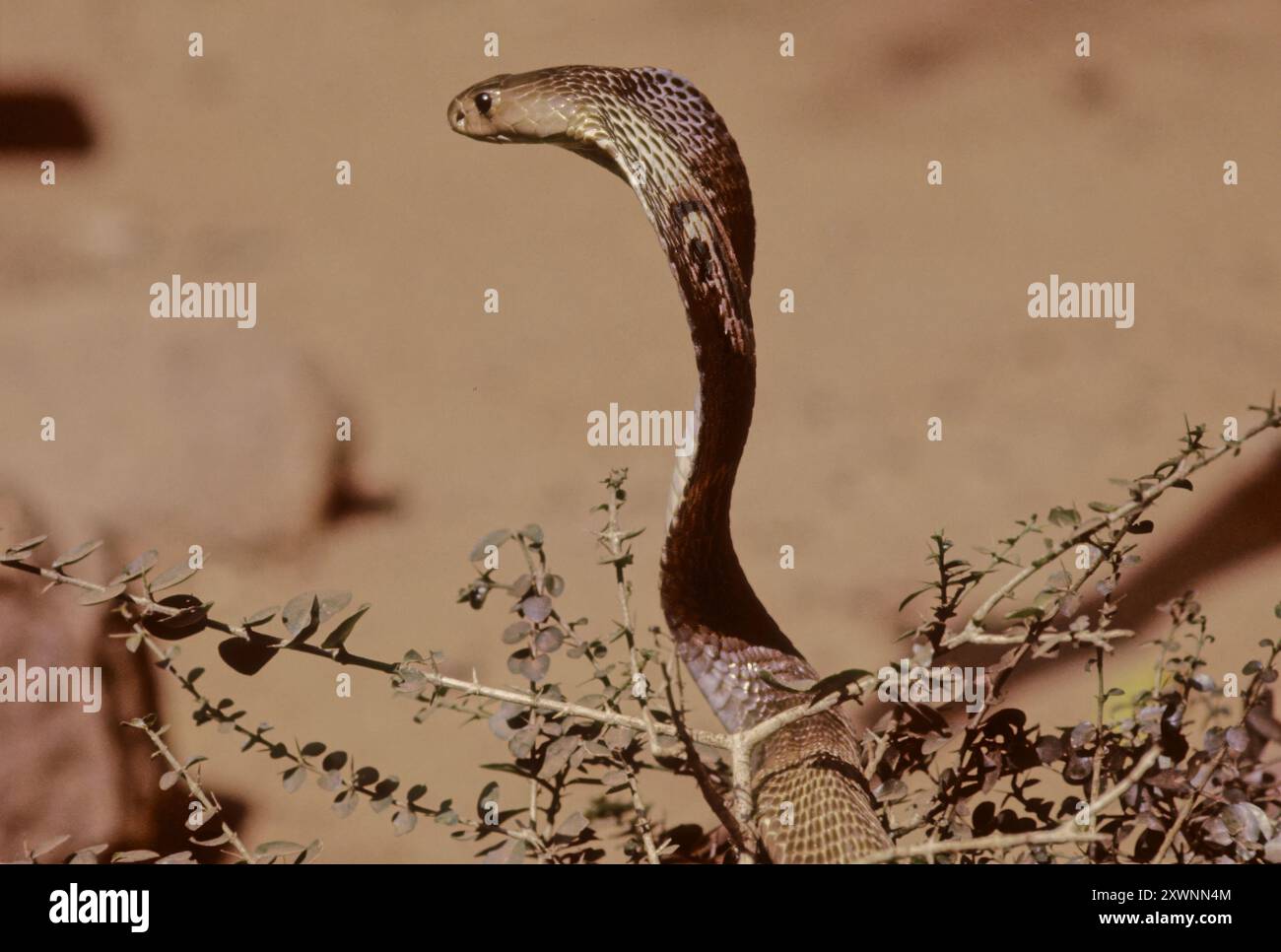 The Indian cobra (Naja naja), also known commonly as the spectacled cobra, Asian cobra, or ...