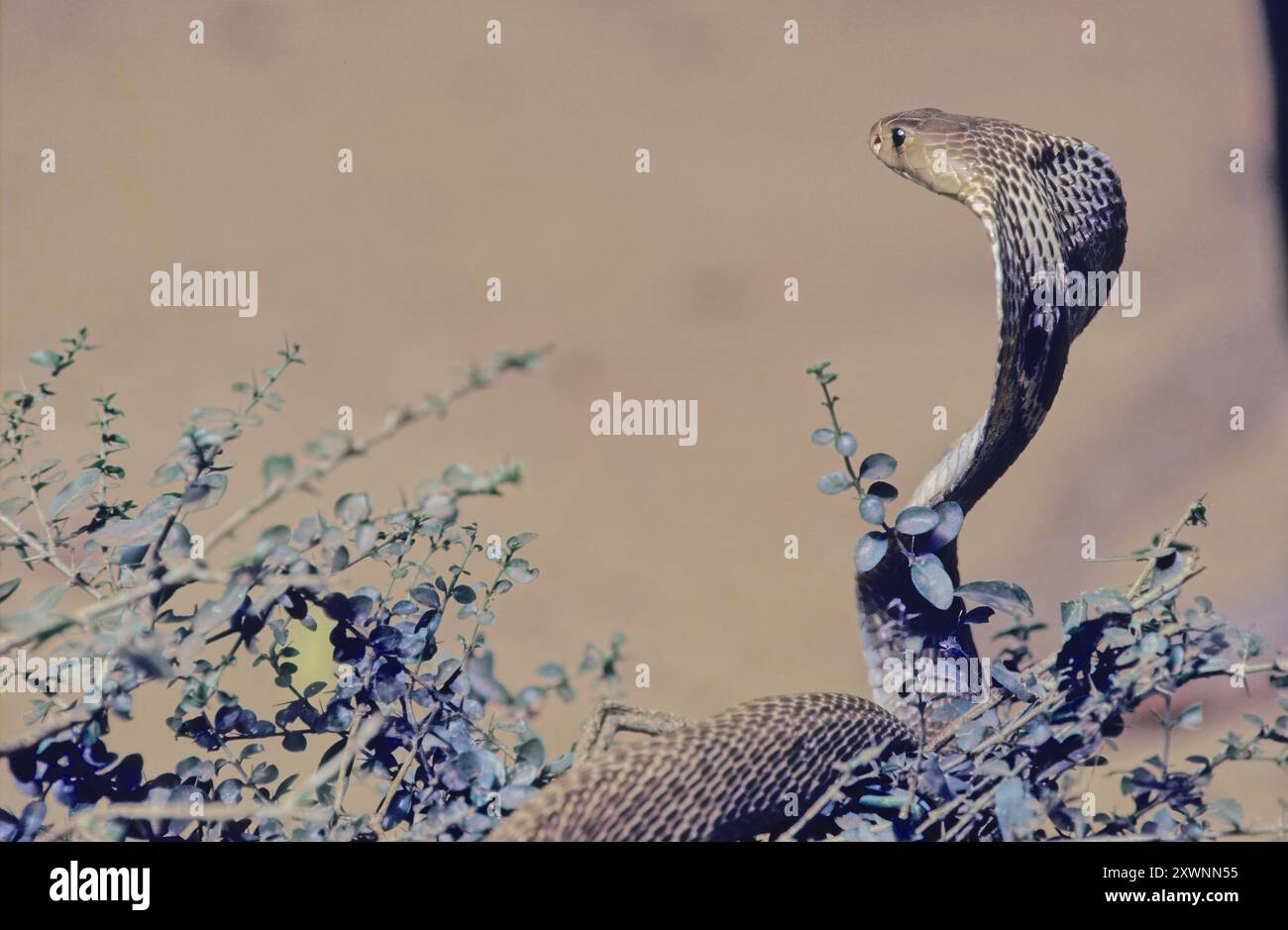 The Indian cobra (Naja naja), also known commonly as the spectacled cobra, Asian cobra, or ...