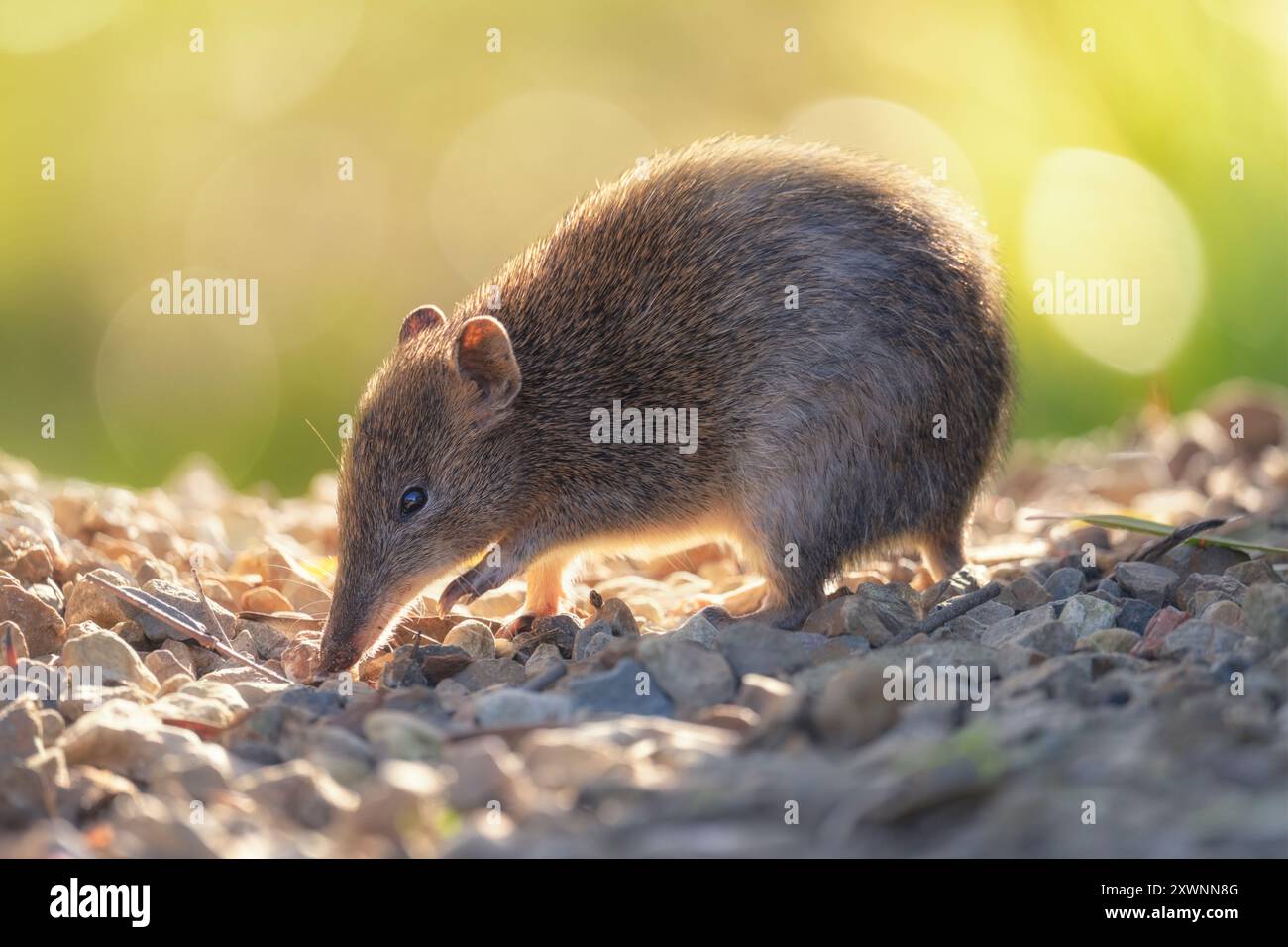 Close-up of a wild southern brown bandicoot (Isoodon obesulus) foraging ...