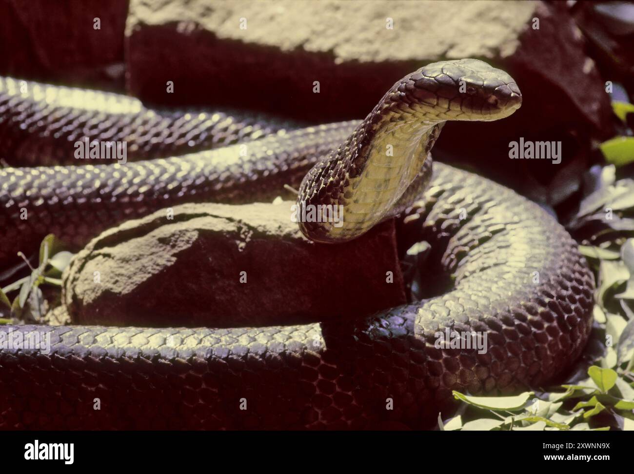 The king cobra (Ophiophagus hannah) is a venomous snake endemic to Asia ...