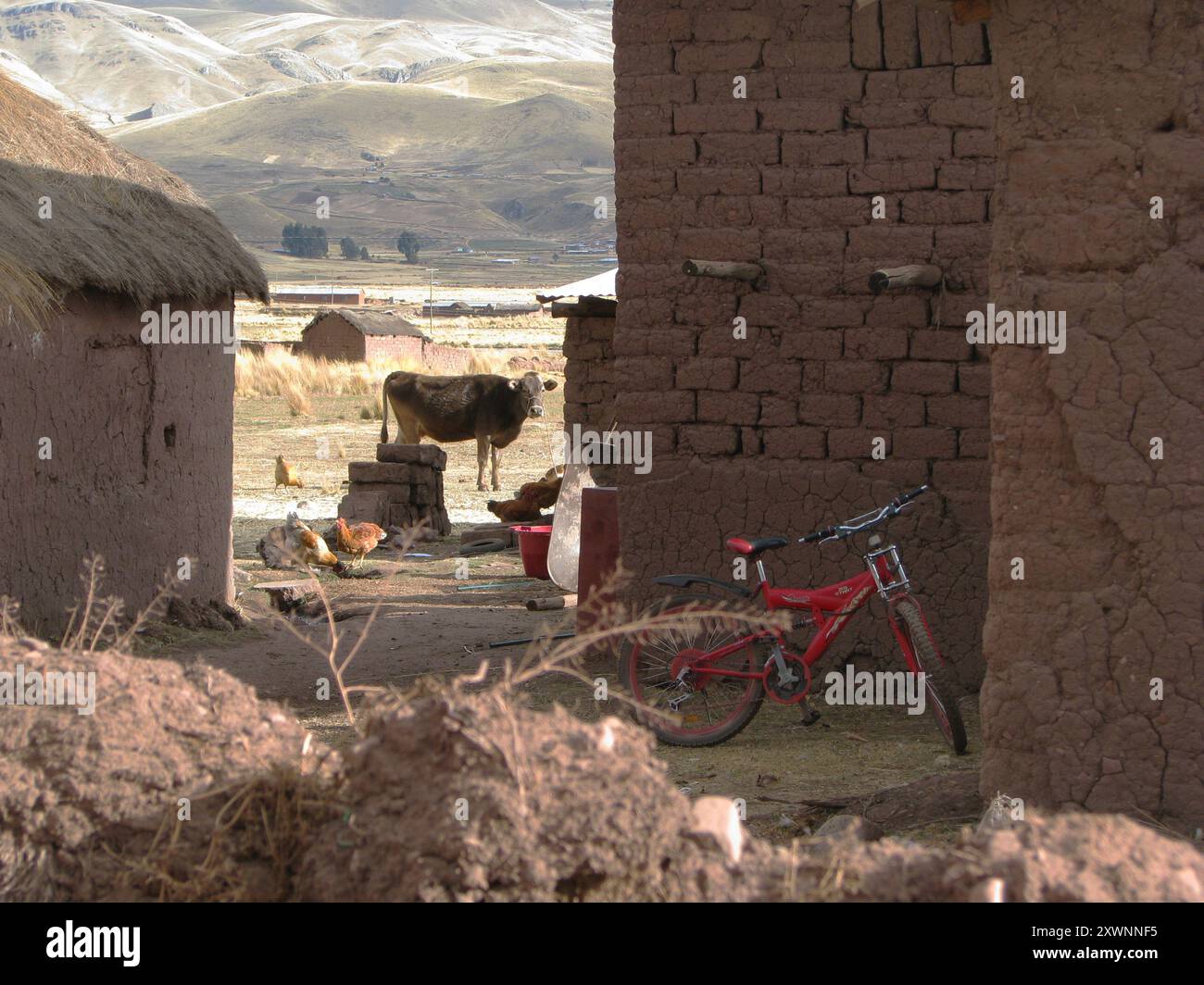 Farm animals outside a mud brick house near Lake Langui in Layo, Peru ...
