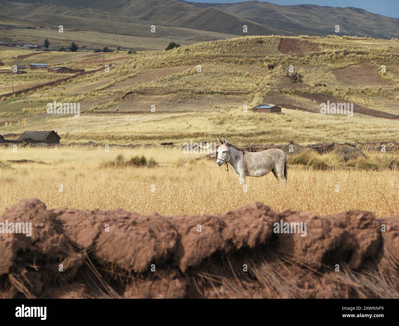 A donkey in a field of Layo, Peru Stock Photo - Alamy