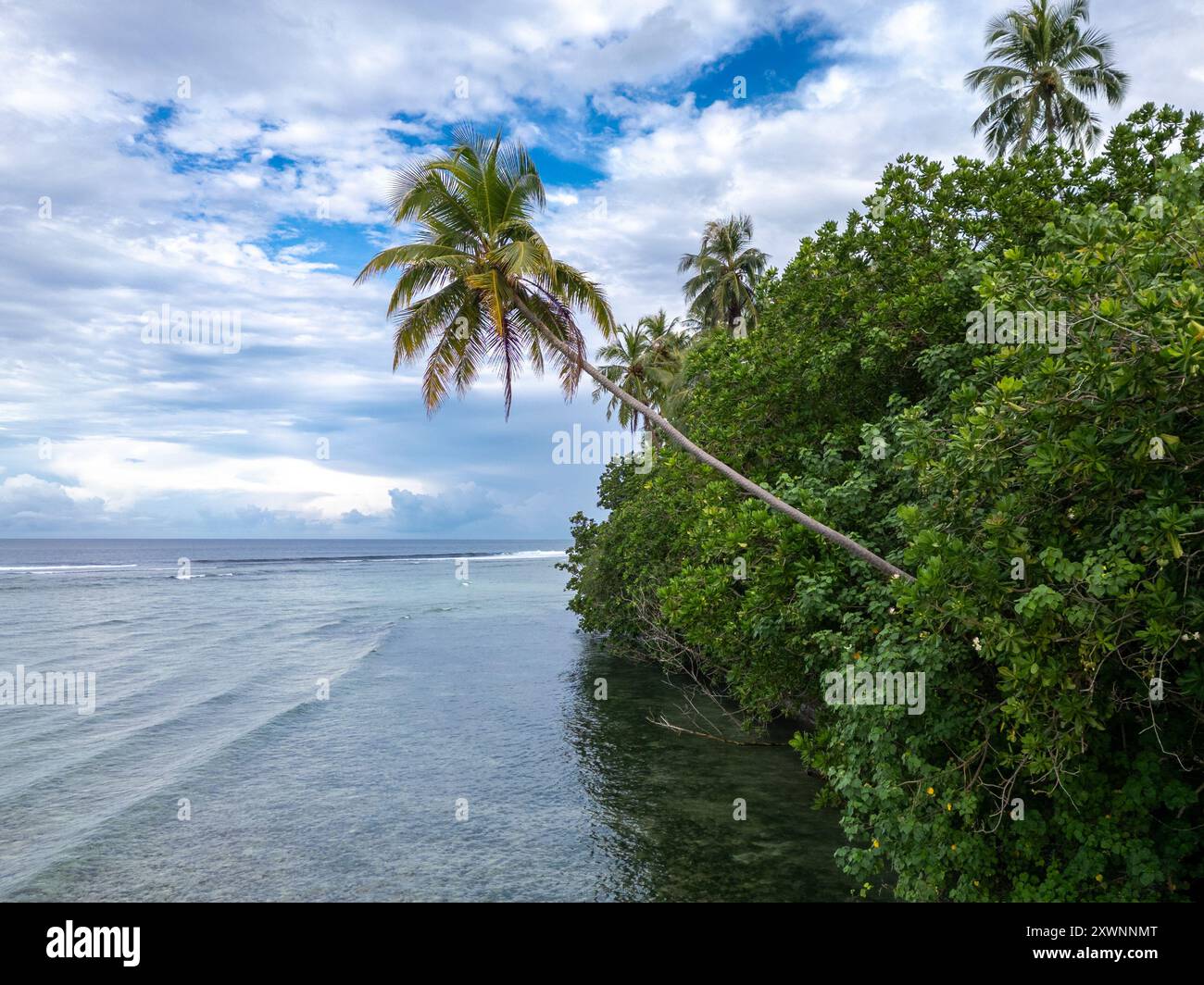 Palm trees on a tropical beach, Samaleko island (Pulau Samaleko), North ...