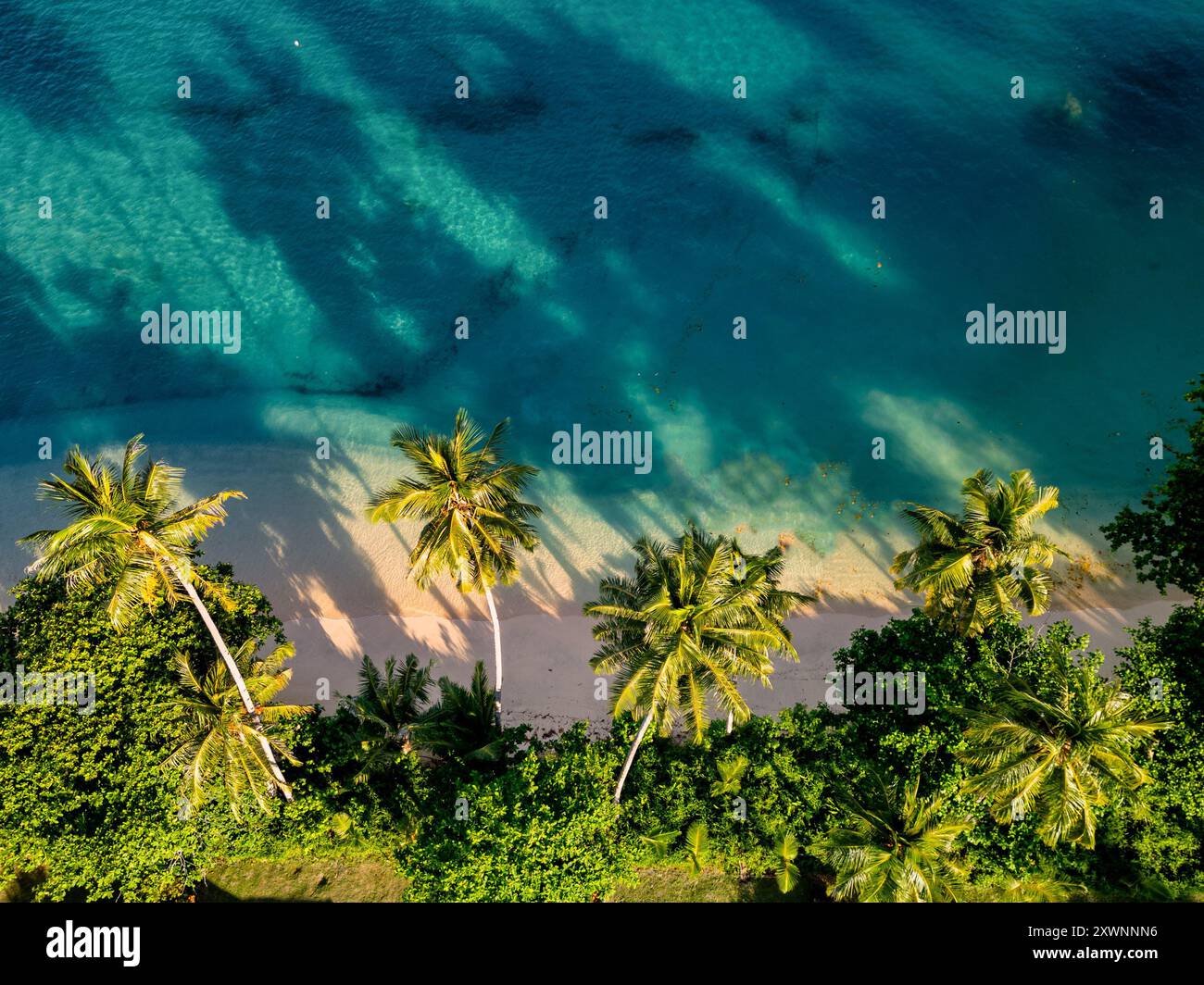 Aerial view of Palm trees on a tropical beach, Samaleko island (Pulau ...