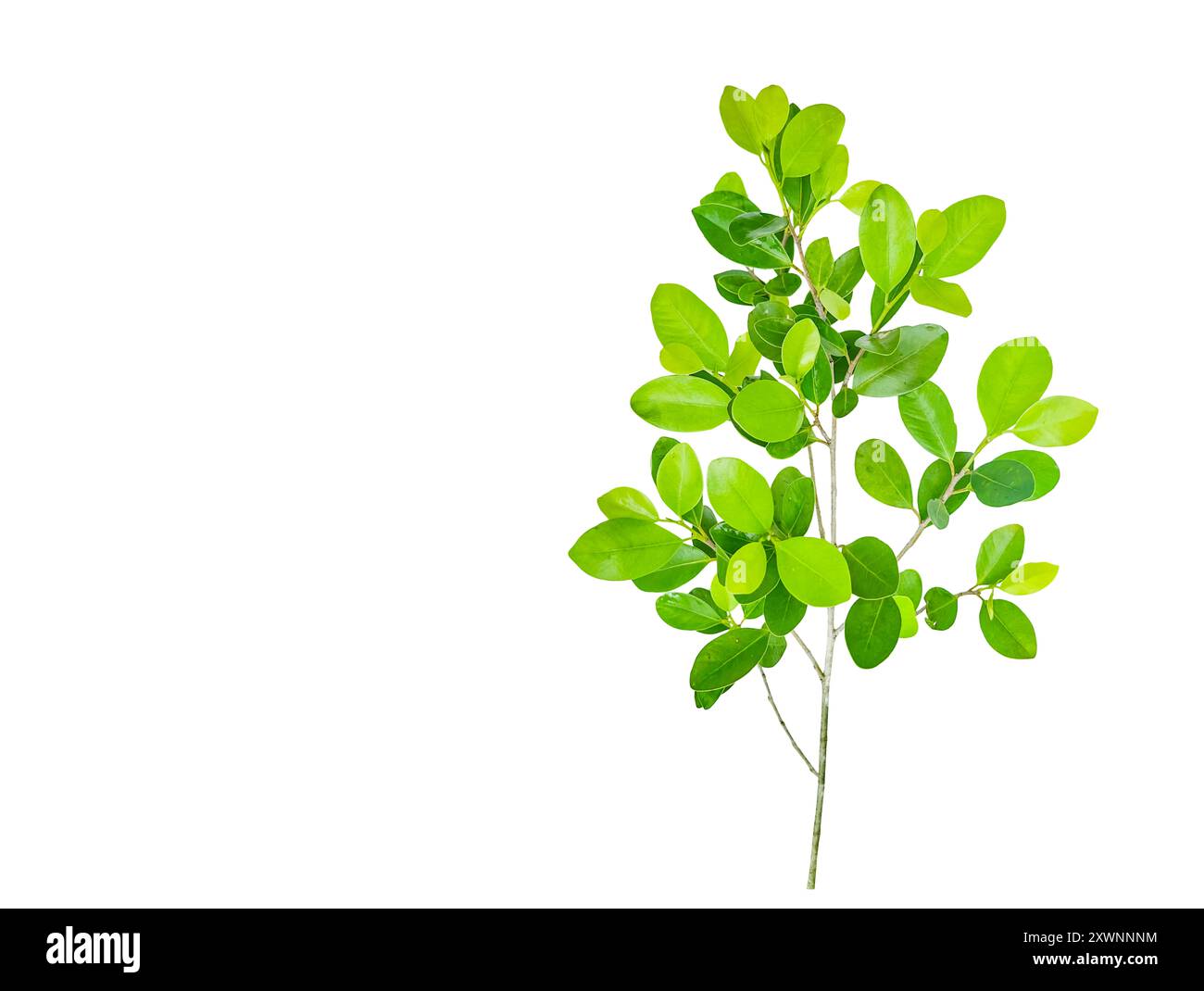 A cut out of Ficus benjamina leaves with clipping paths on a white ...