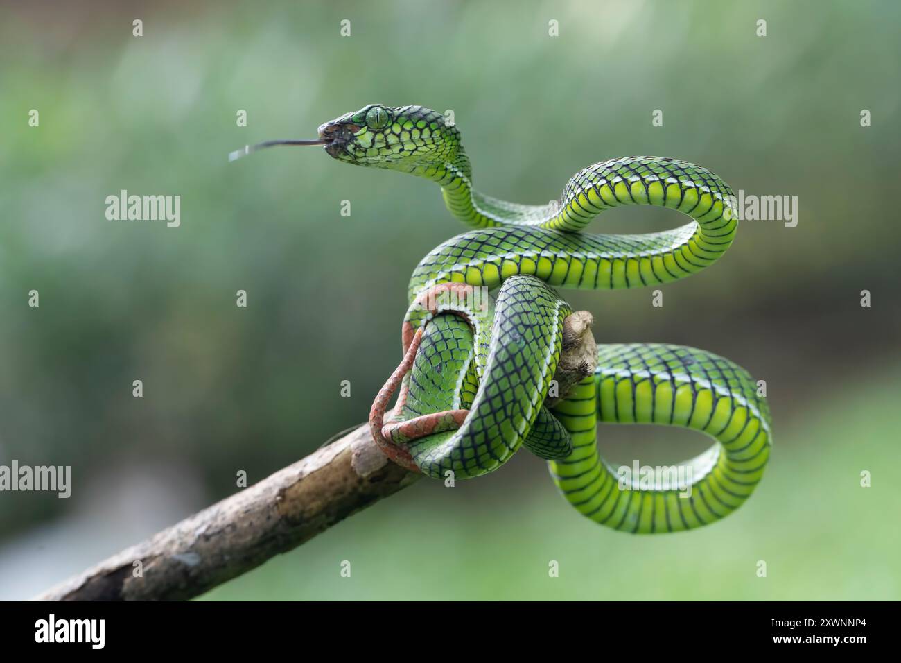 Calamitas hi-res stock photography and images - Alamy