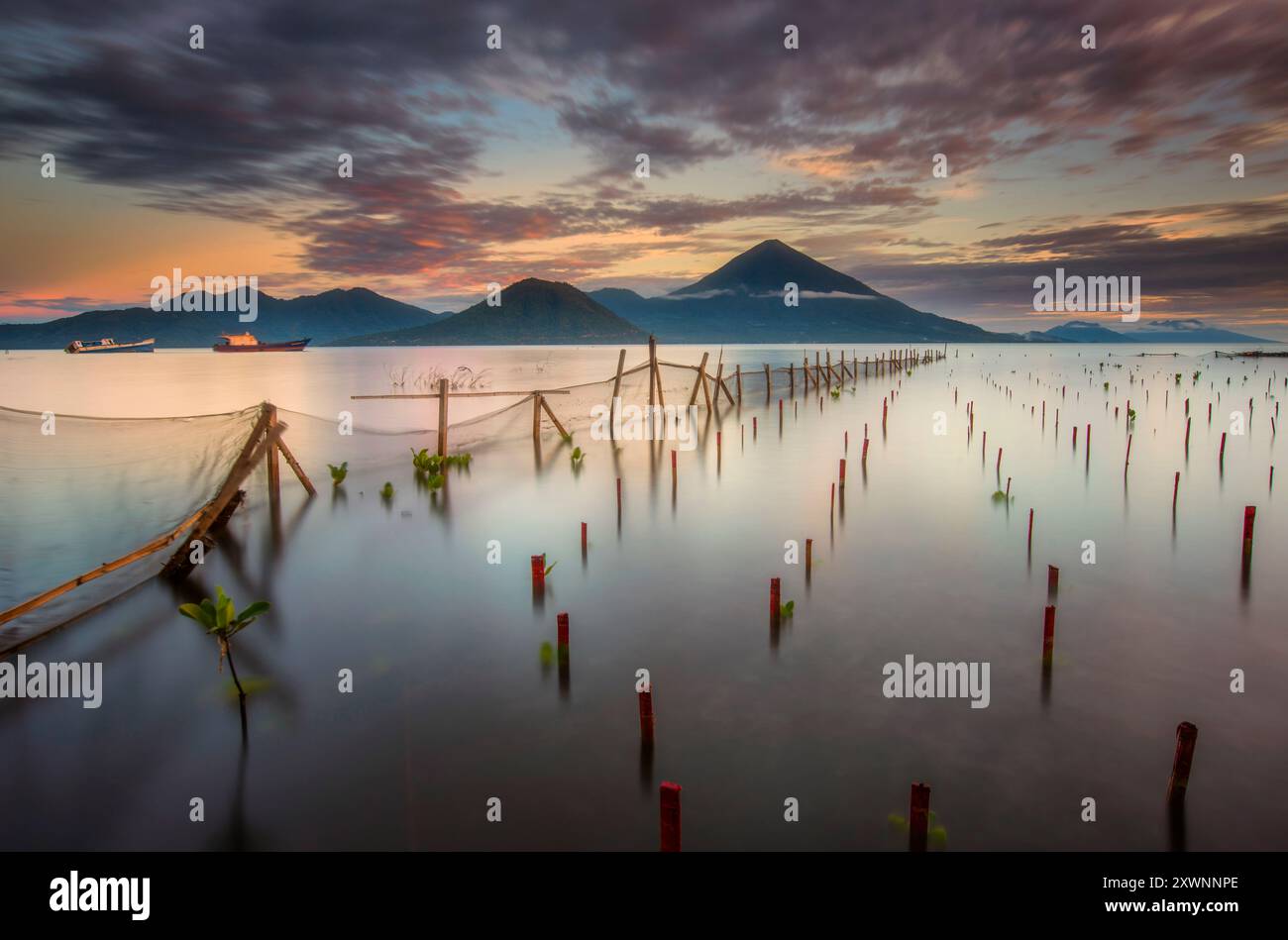 Propagules in a mangrove nursery, Ternate, Maluku Islands, Indonesia ...