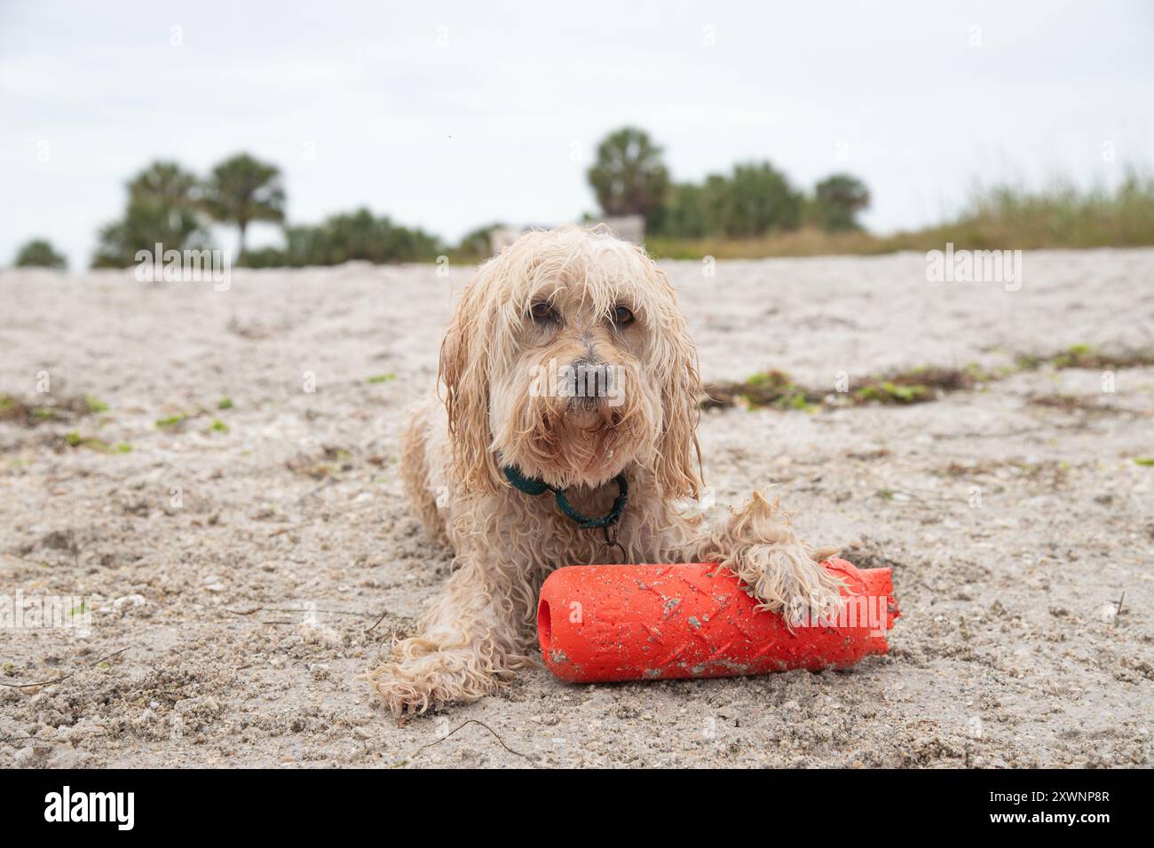 Portrait of a wet cockapoo lying on the beach with a plastic toy ...