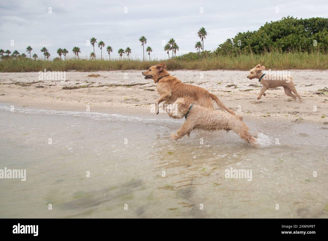 Cockapoo side view hi-res stock photography and images - Alamy