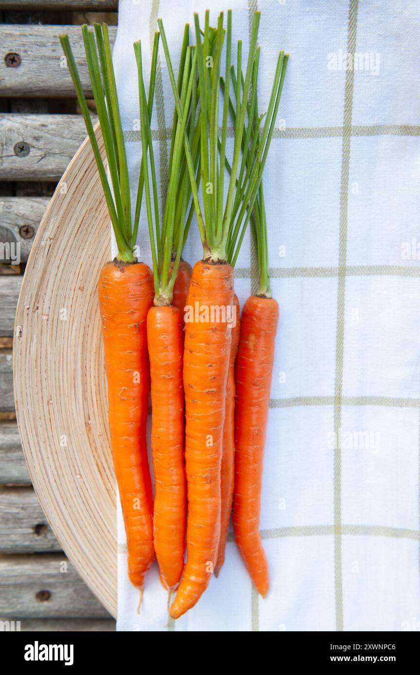 bunch of fresh carrots on country style linen against rustic wood Stock ...